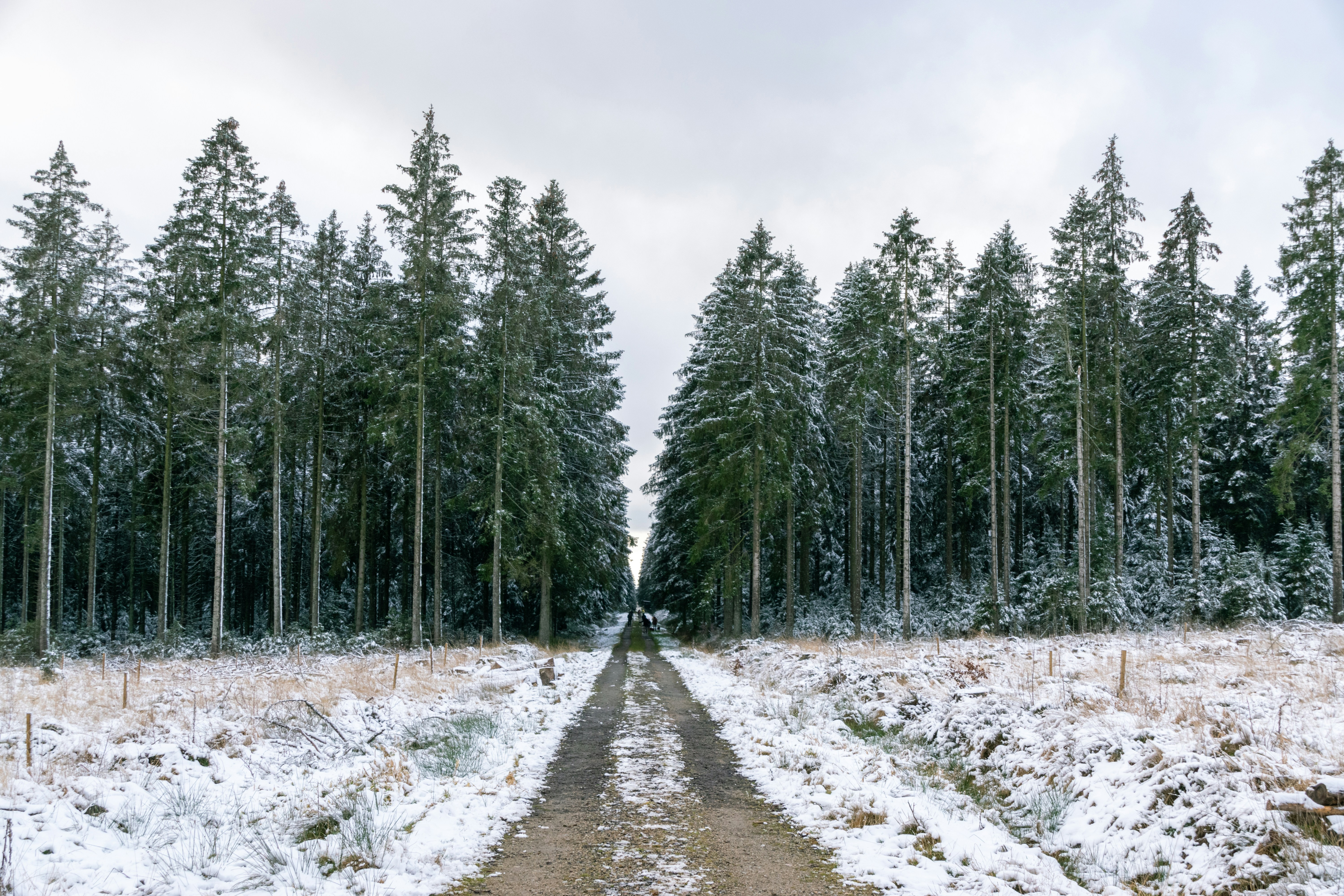 Snow-Dusted Trail Between Silent Pines Converging on a Winter Horizon