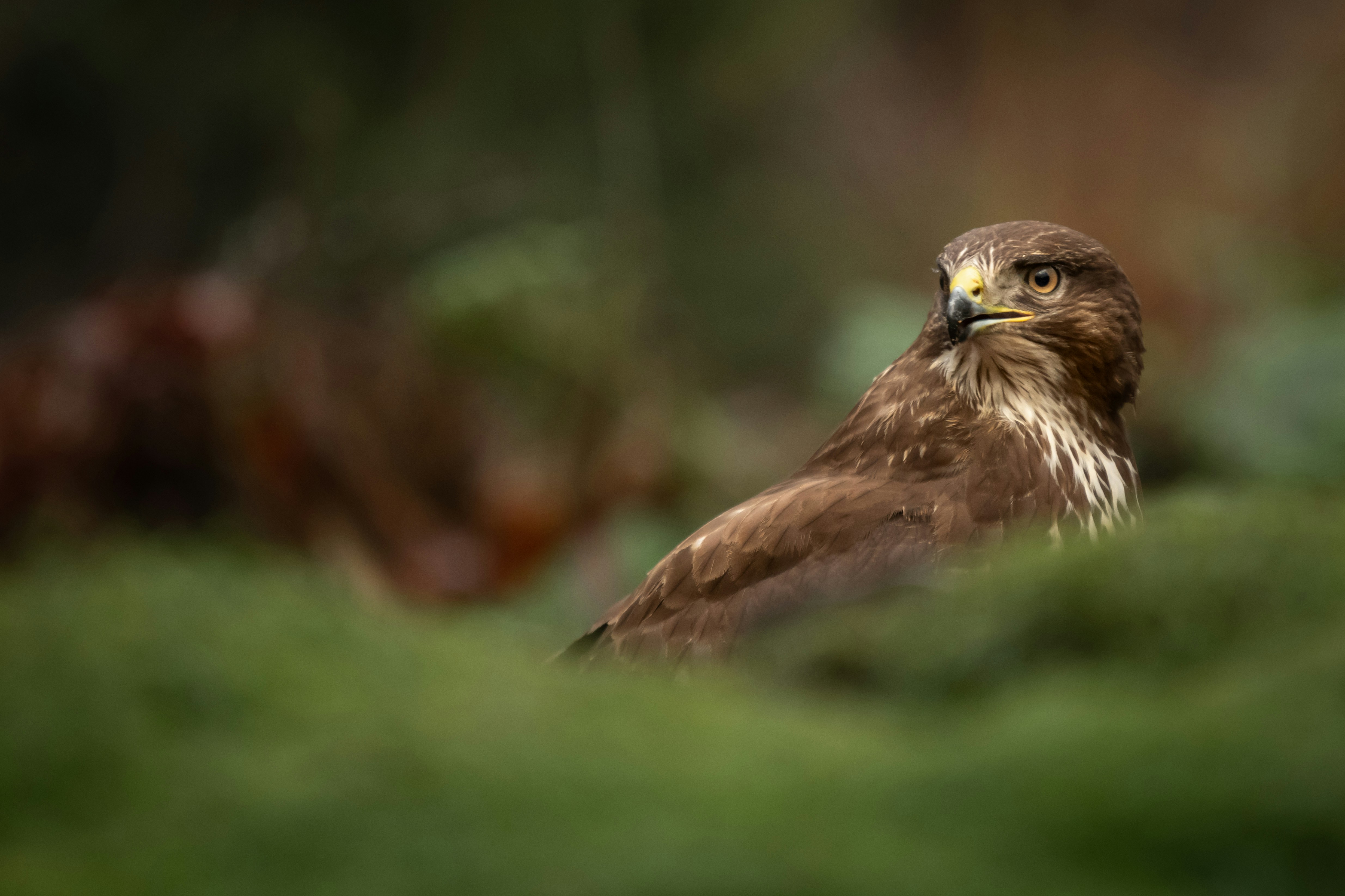 Brauner und weißer Vogel tagsüber auf grünem Gras Foto – Kostenloses ...