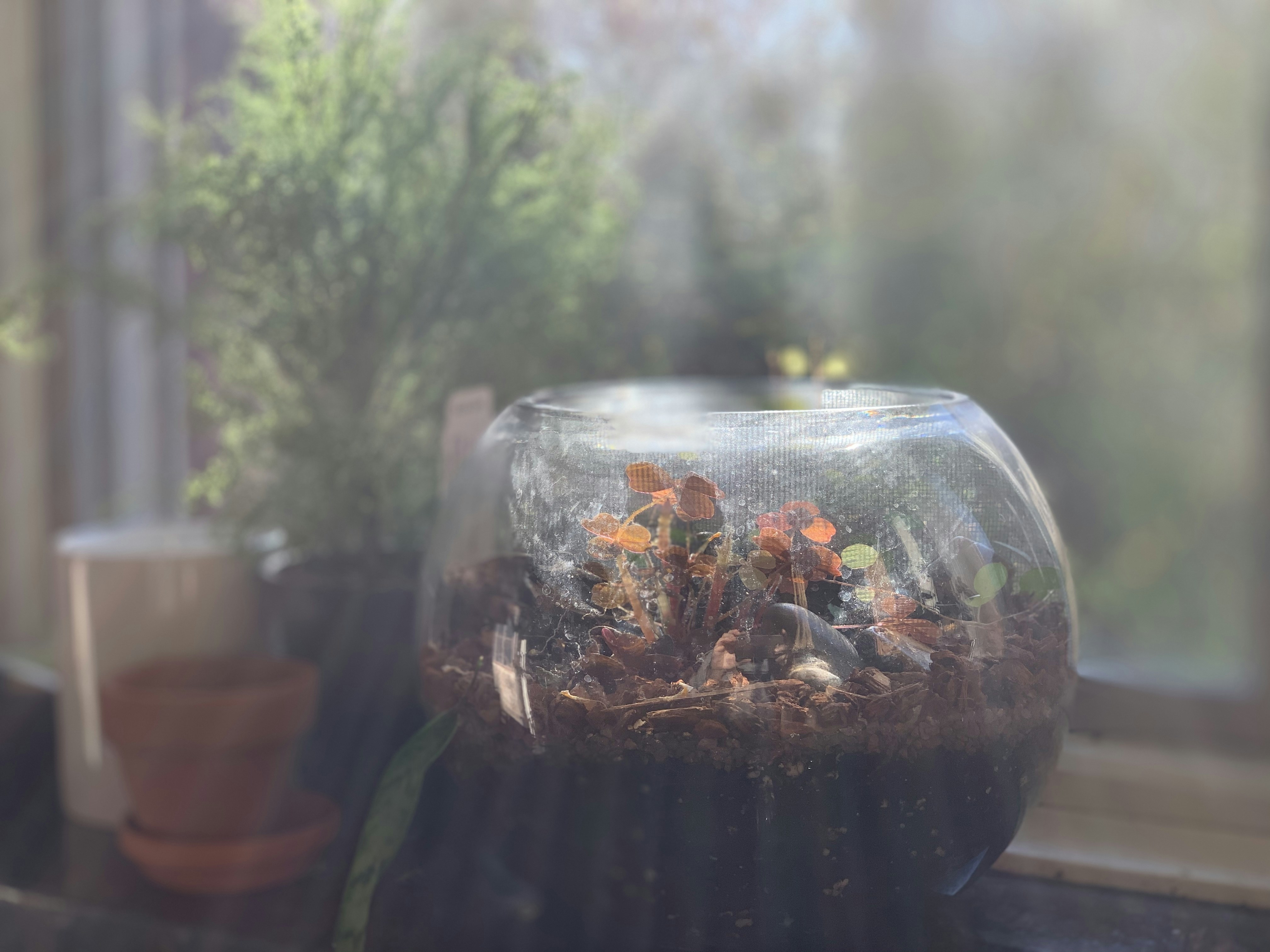 A vibrant terrarium filled with various plants, set against a sunlit window. The glass sphere captures the lush greenery inside, creating a tranquil indoor garden atmosphere.