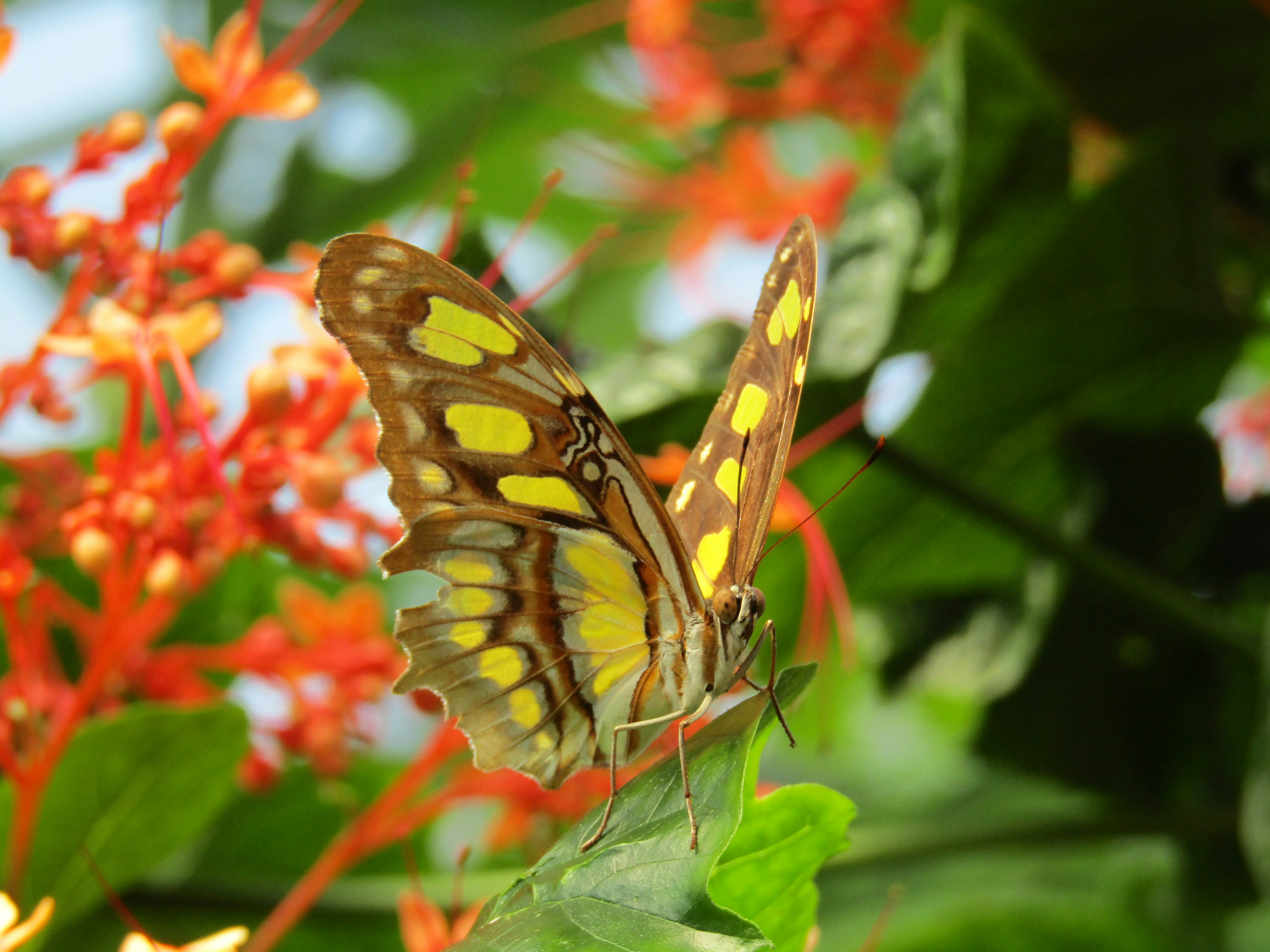 🦋 | yellow and black butterfly on red flower