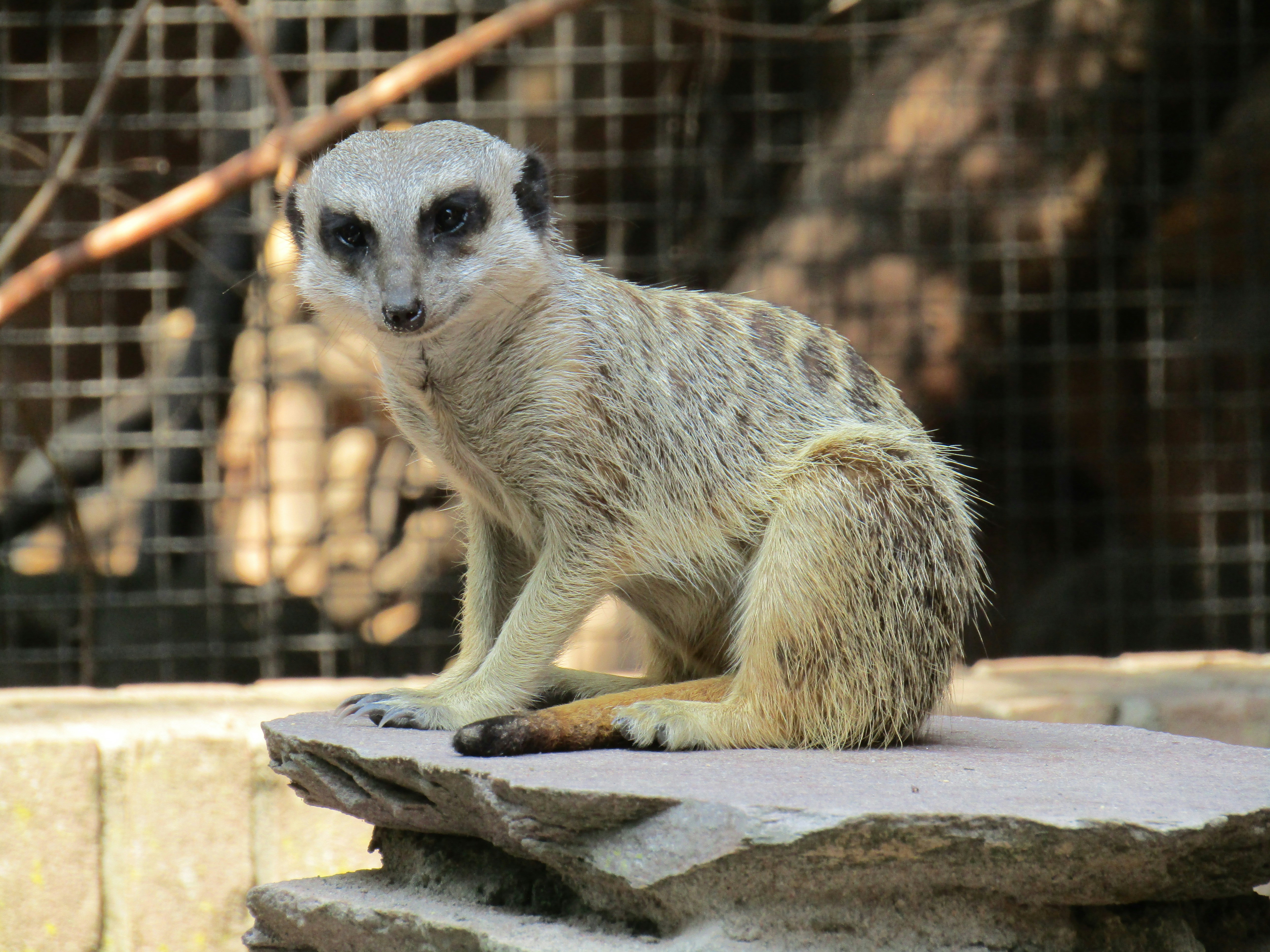 Stone Sentinel: A Meerkat Watches Over Its Enclosure