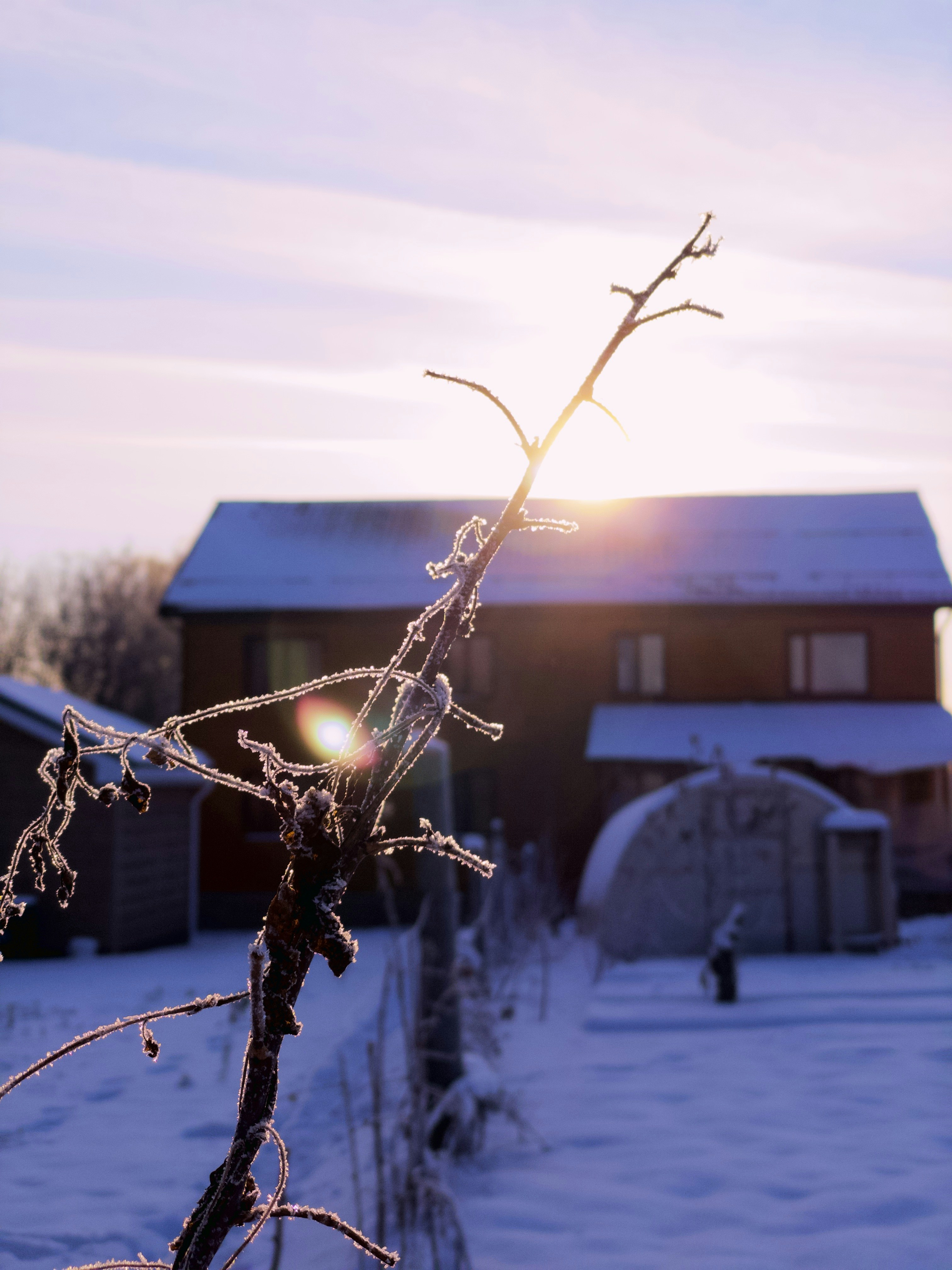 Frost-Clad Branch Reaches Toward a Winter Sunrise