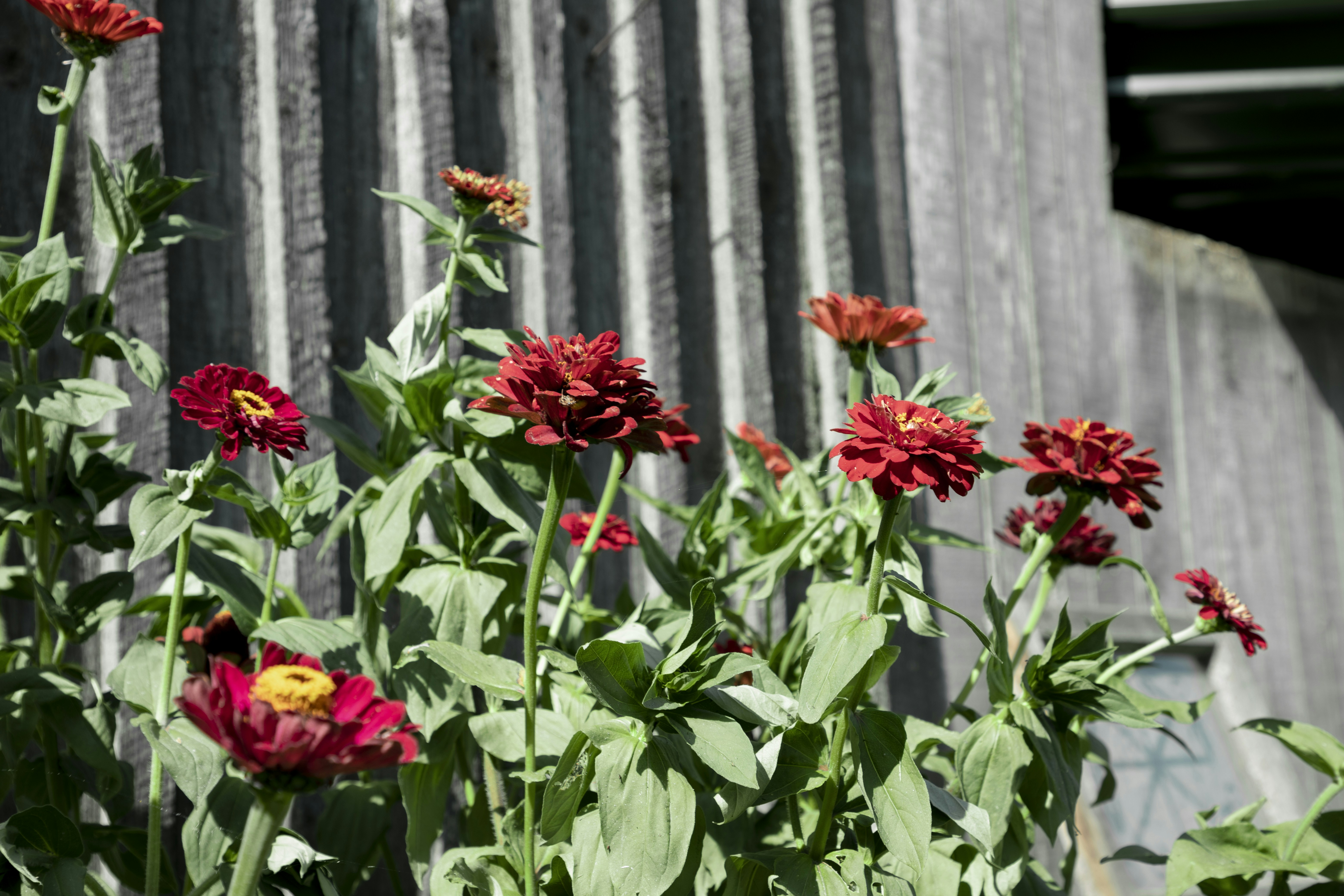 Vivid Zinnias Bloom Along a Weathered Fence