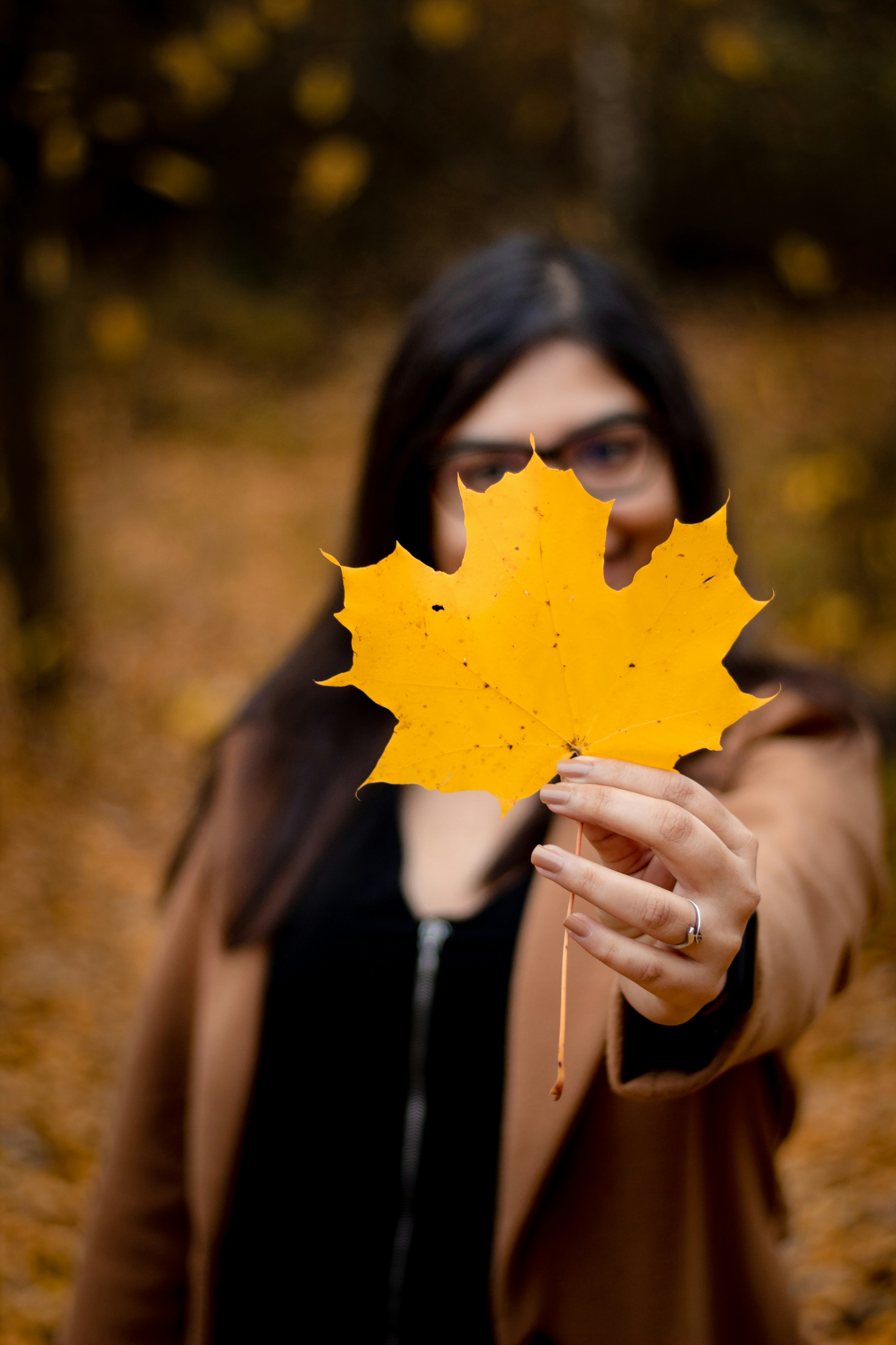 Autumn Spotlight: A Leaf in Sharp Foreground Against Velvet Blur