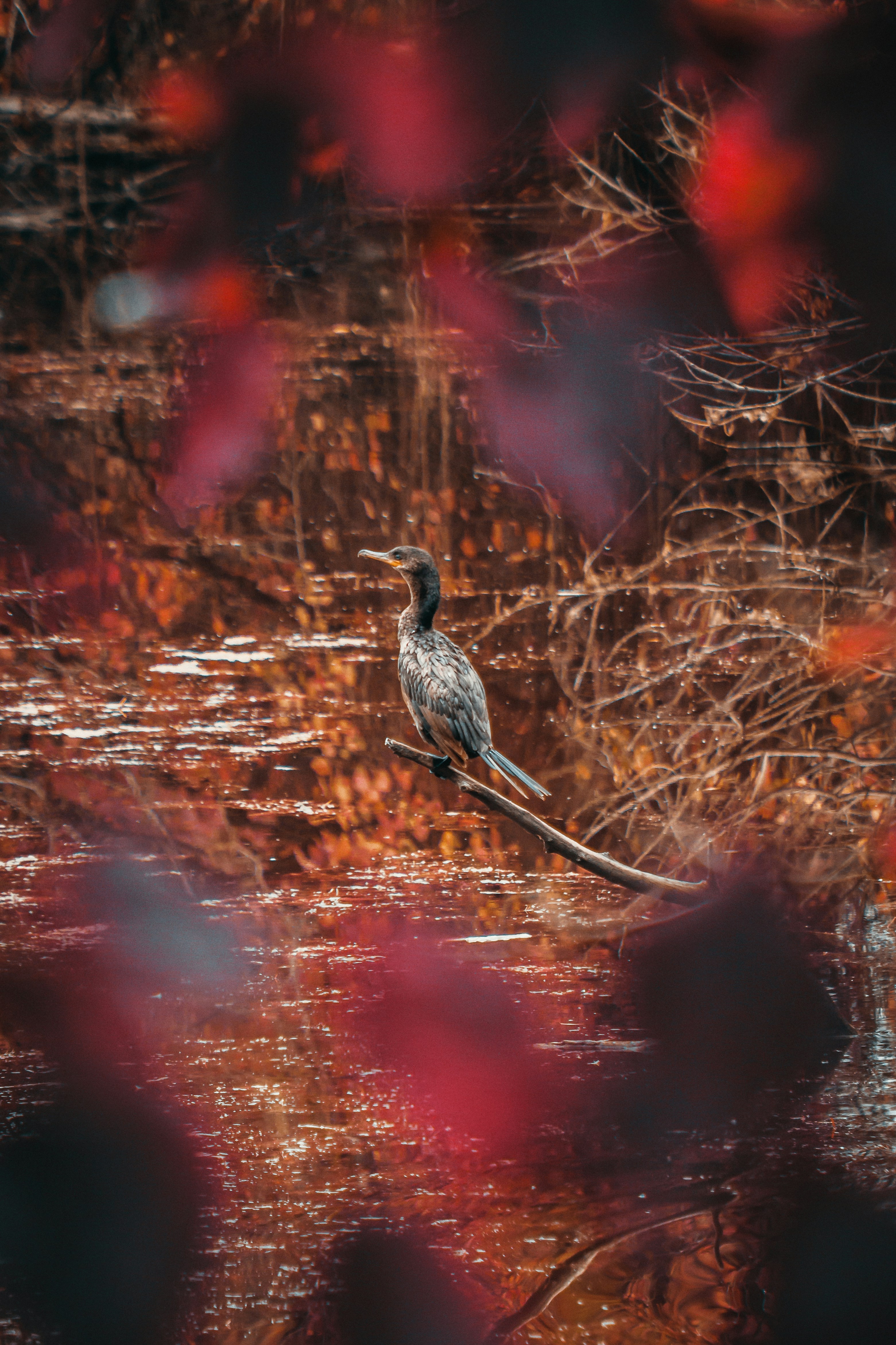 Amber Thread: a solitary cormorant perched over a reflective autumn pond