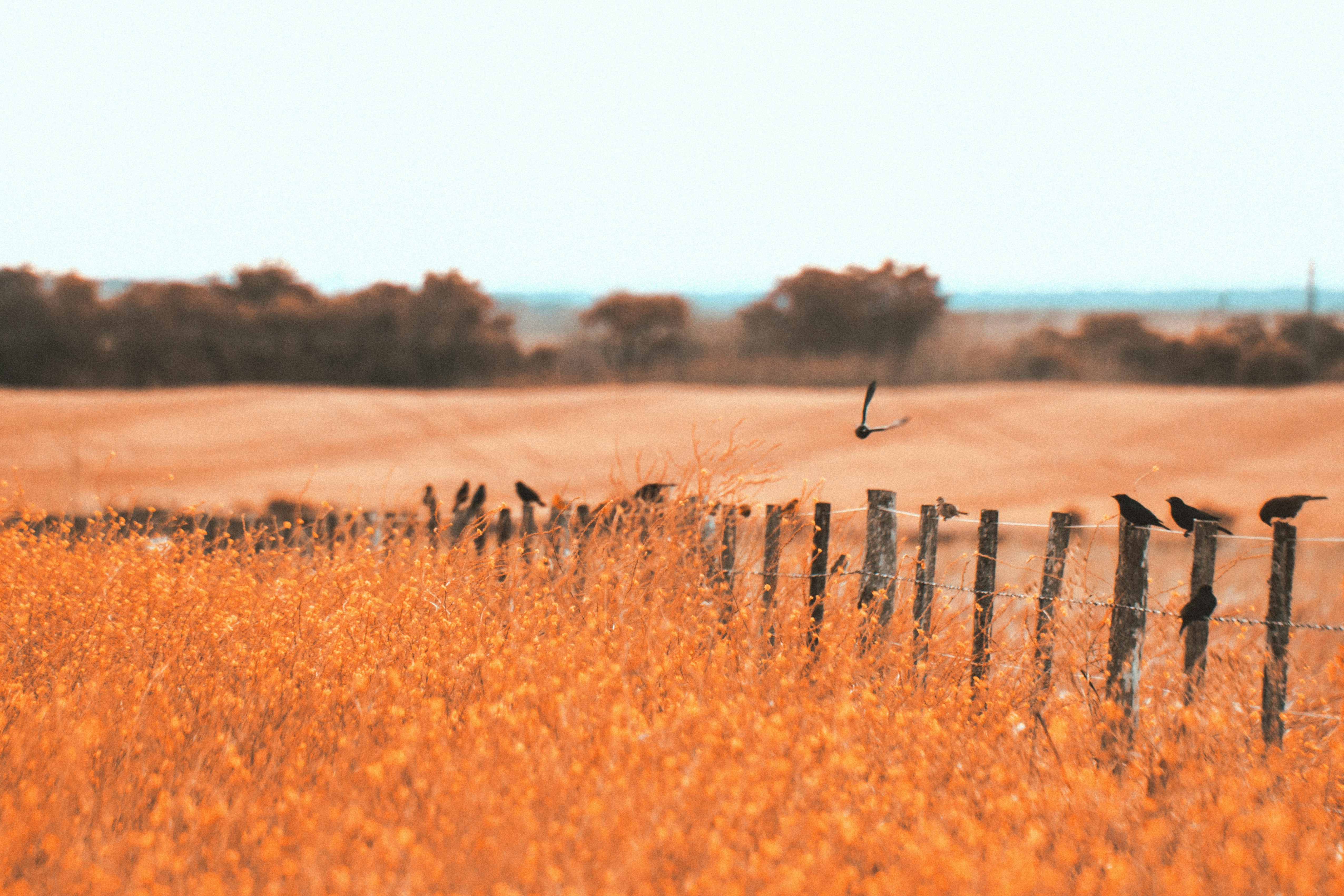Golden Field Run: A Sparrow’s Flight Across a Weathered Fence