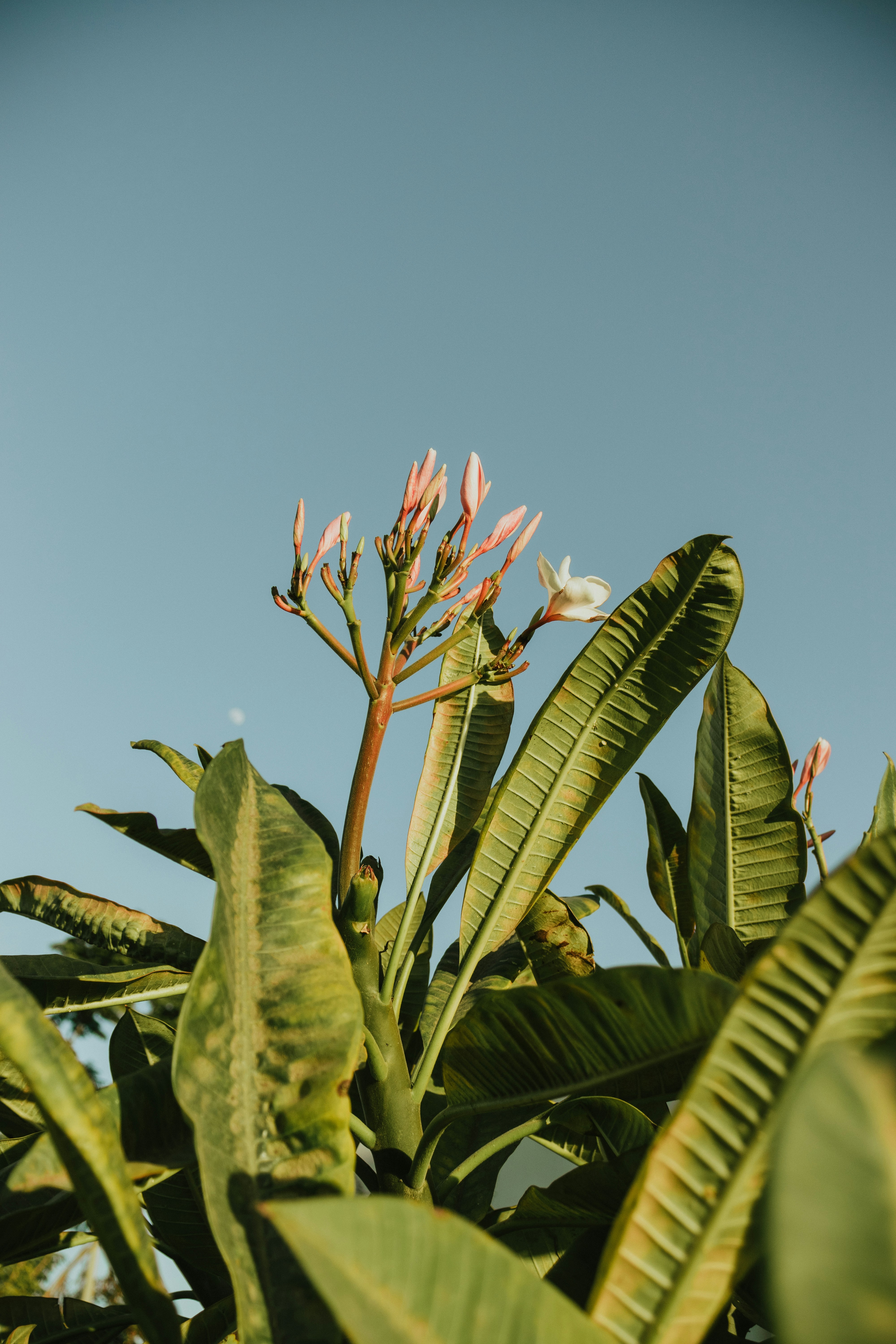Pink-plumeria buds crest over a tropical leaf canopy under a clear blue sky