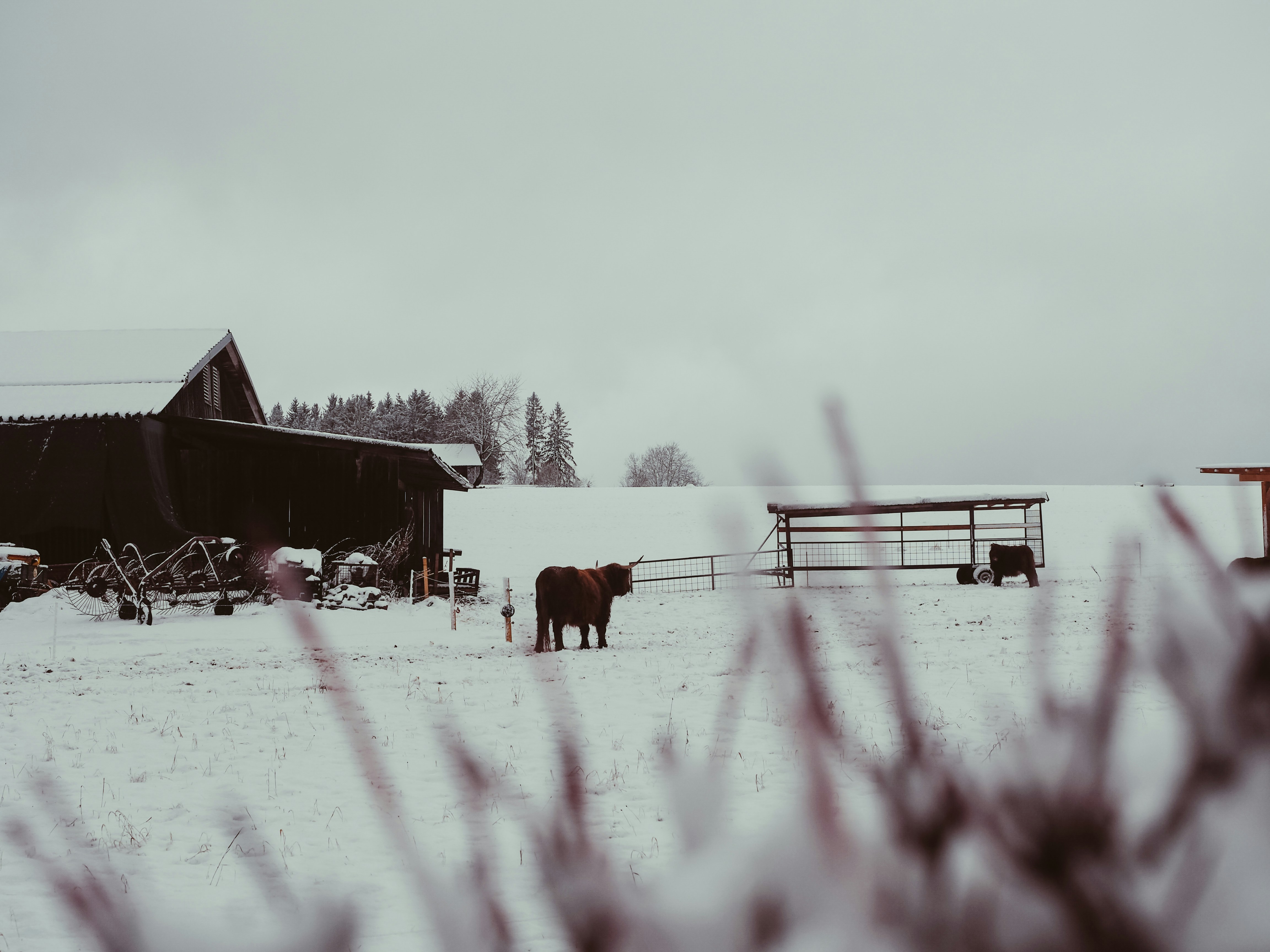 Midwinter Sentinel by the Fence: A Black Horse in Snow