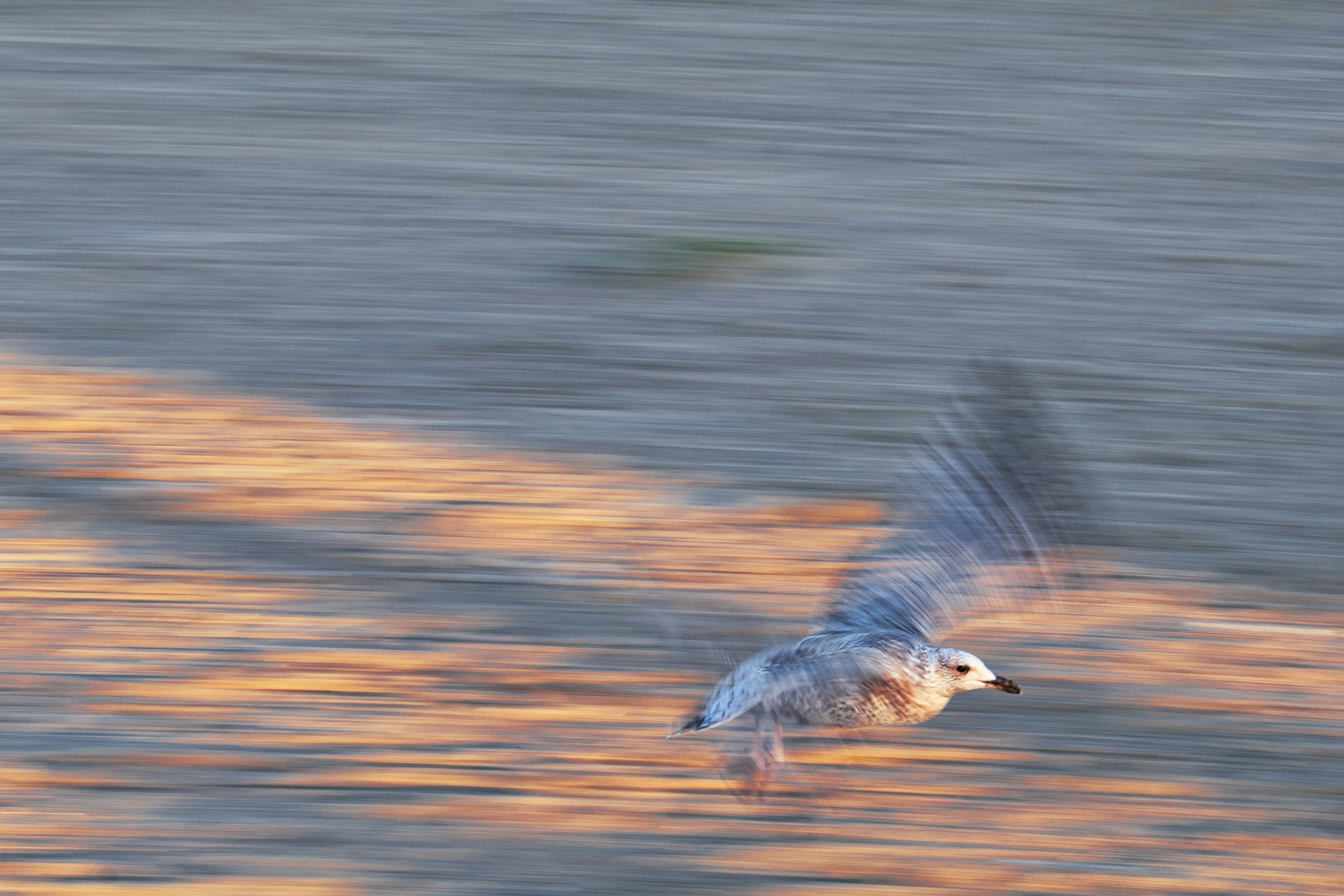 A seagull captured mid-flight against a blurred sandy backdrop, showcasing the dynamic motion of nature. The warm hues of sunset enhance the scene's vibrancy.