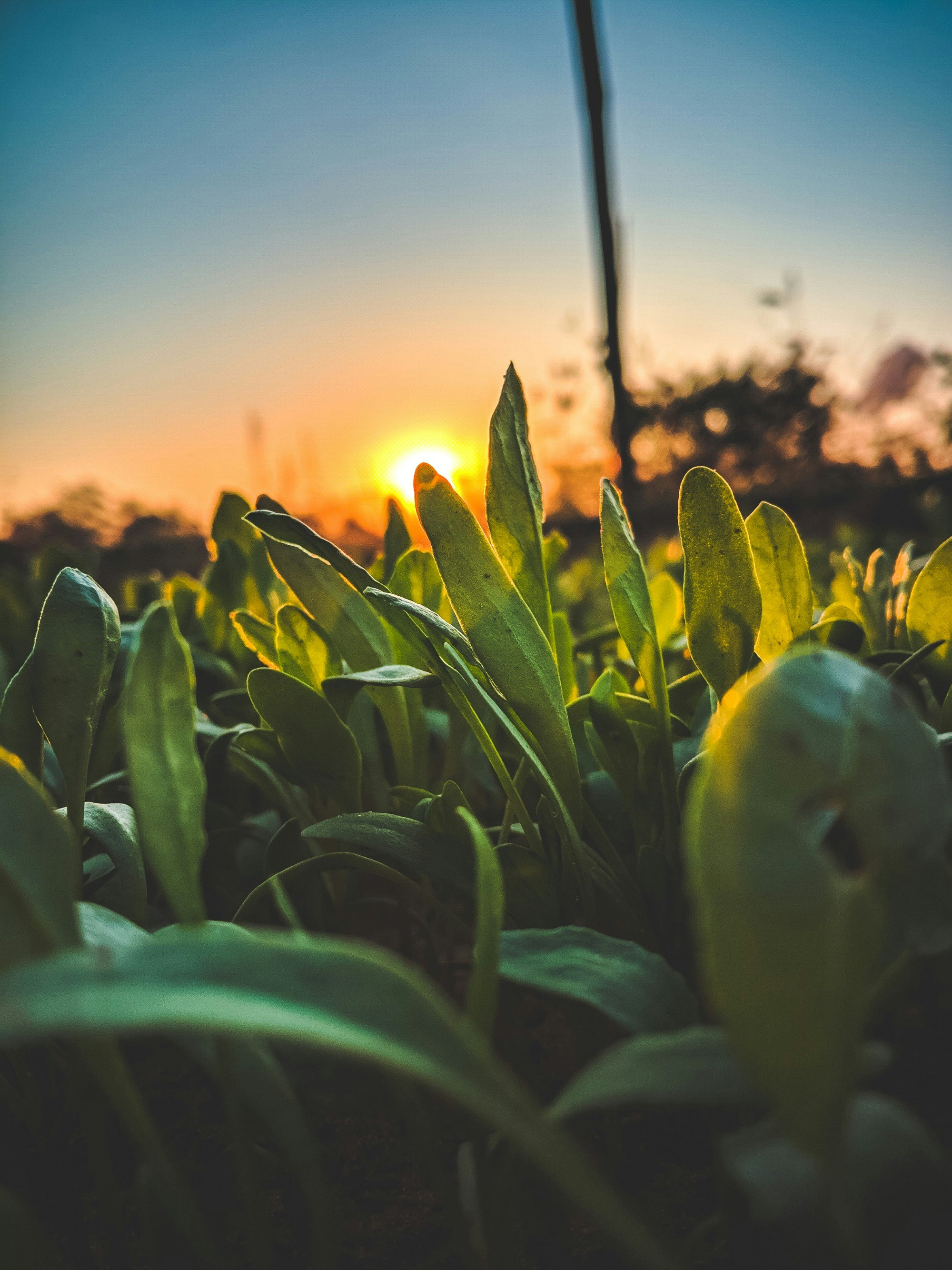 green plant during golden hour