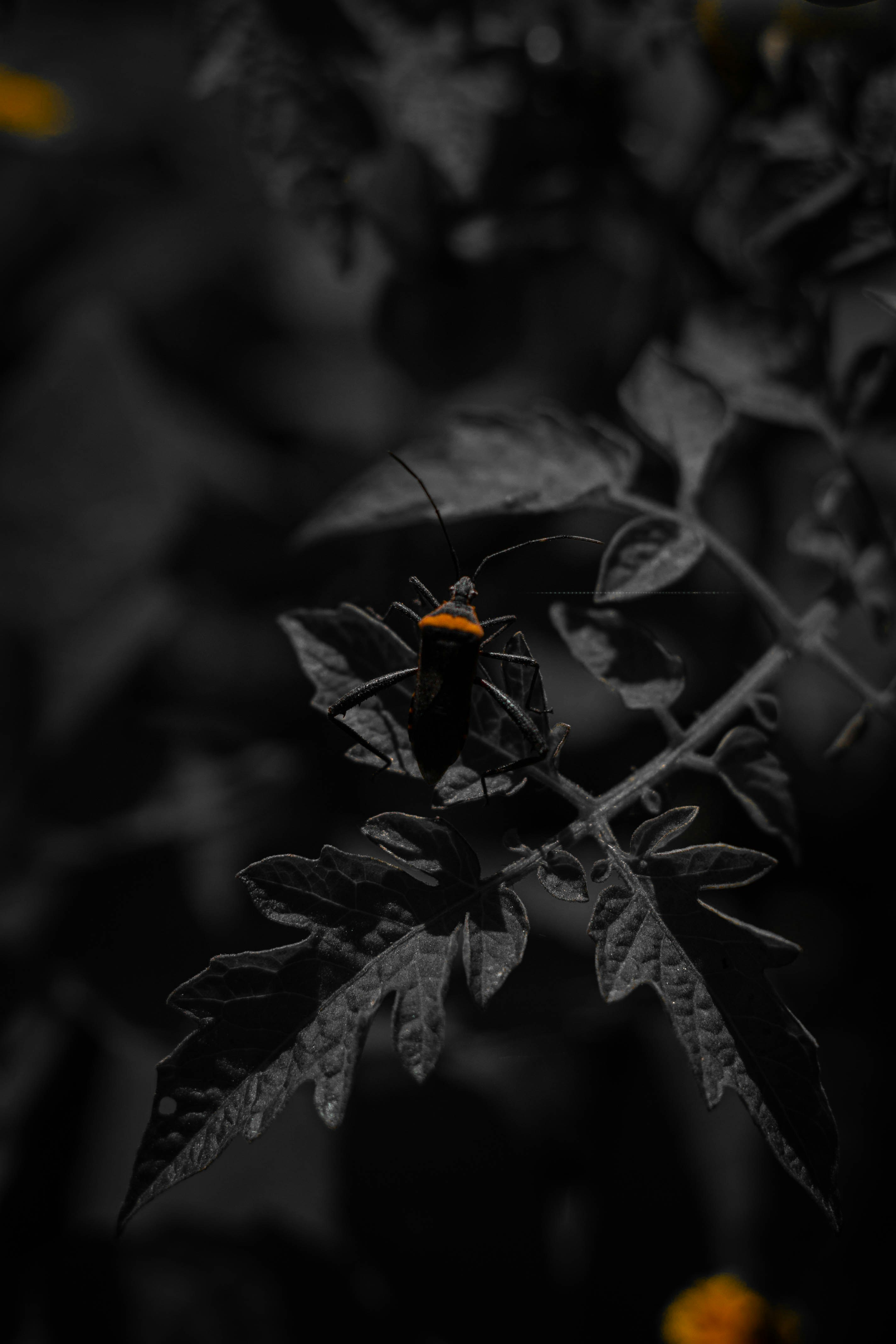 A striking black-and-white photograph with a vivid orange insect perched on a green leaf, showcasing the contrast between life and its surroundings.