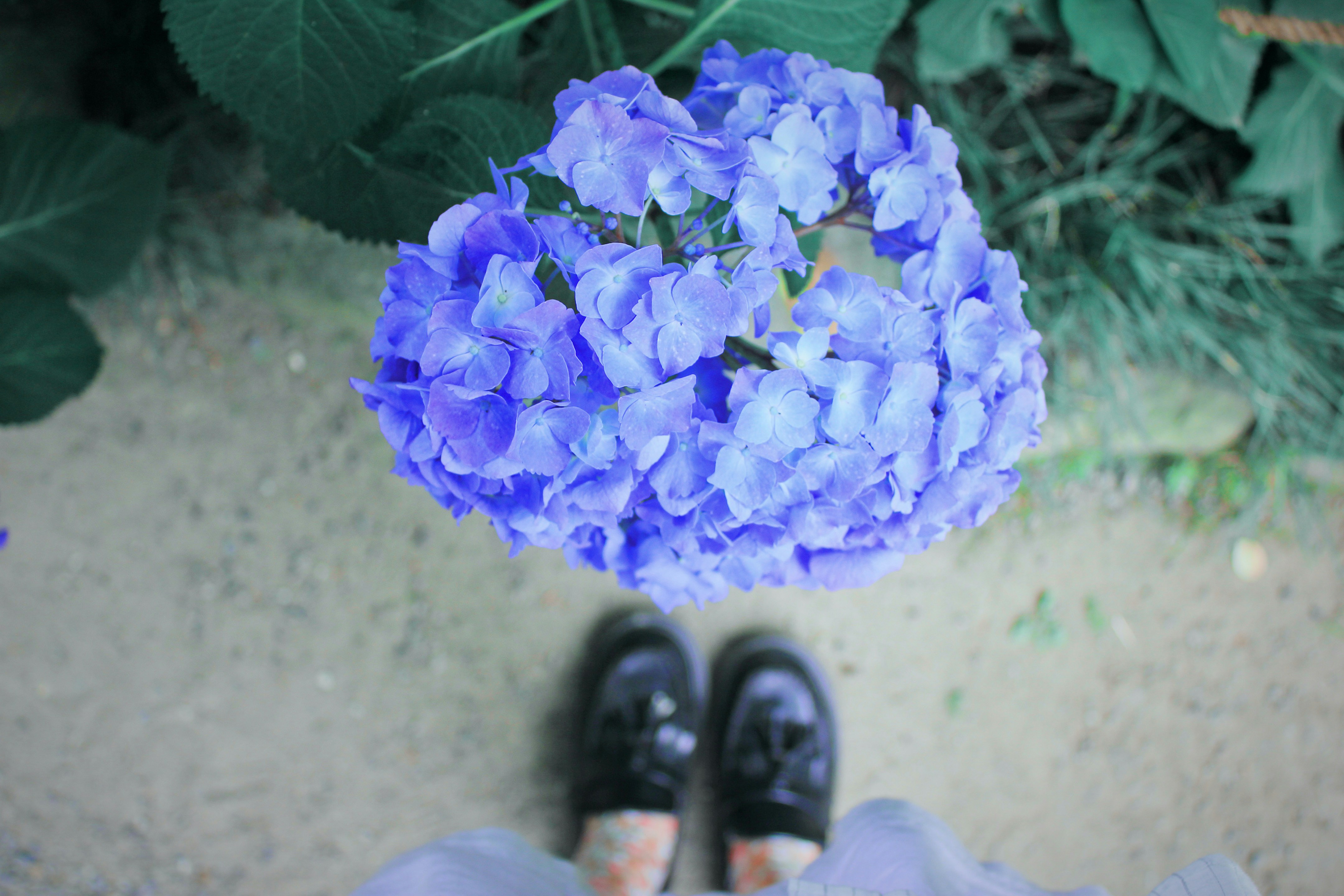 Vibrant blue hydrangea blooms viewed from above, with black shoes and patterned socks in the foreground. The natural setting enhances the floral beauty.