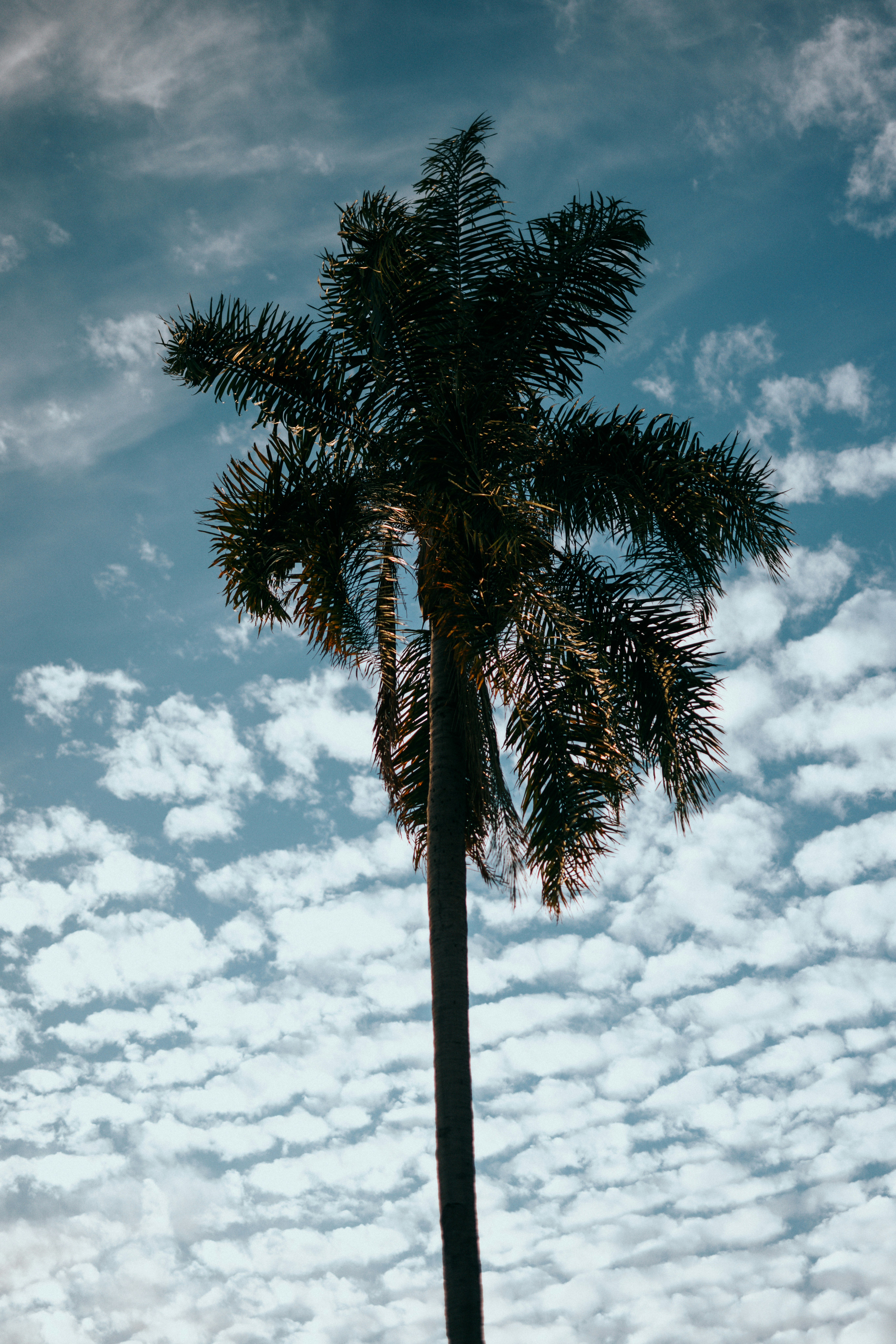 Tall palm tree silhouetted against a backdrop of textured clouds and blue sky.