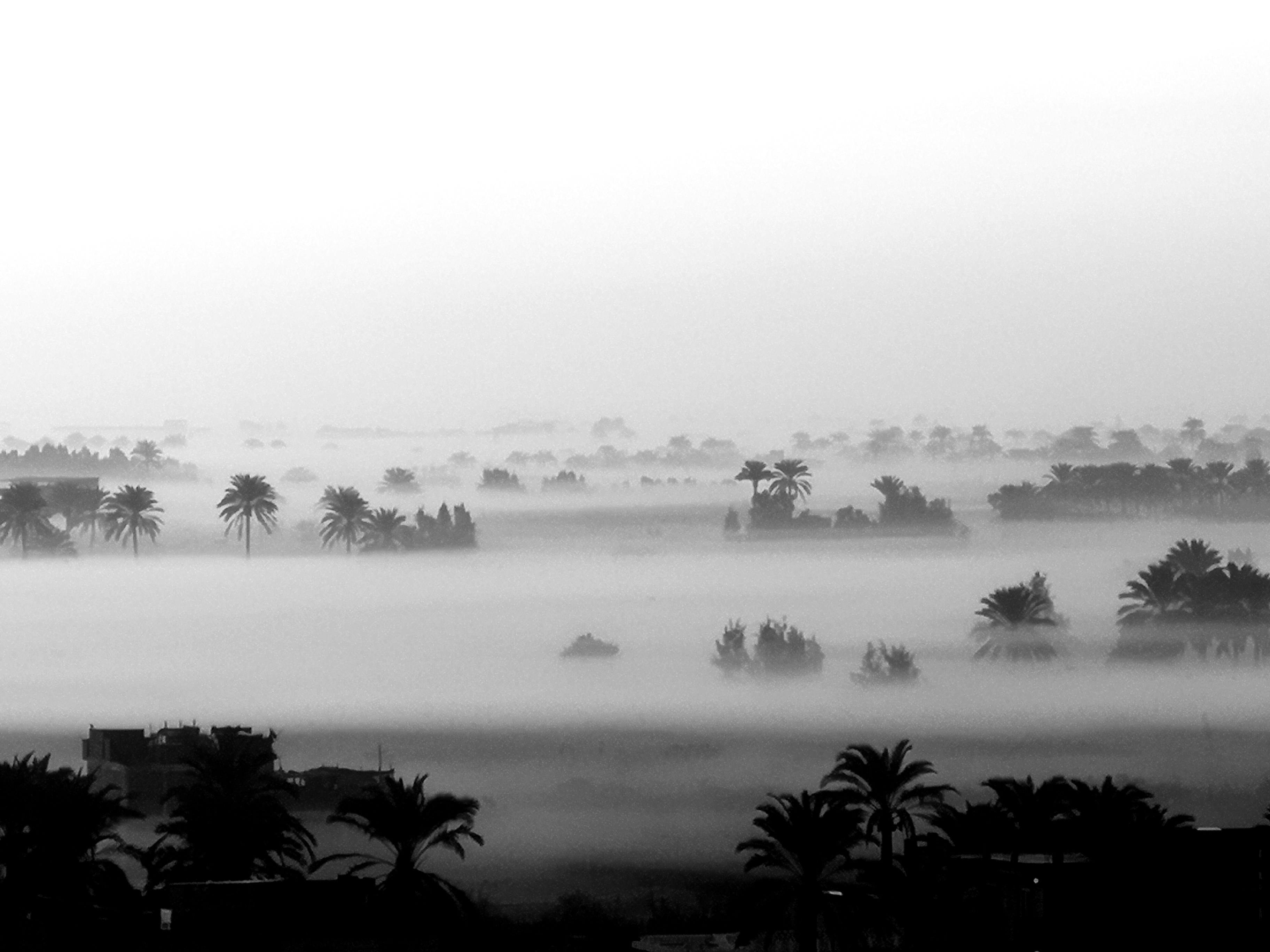 Grayscale landscape with trees emerging through morning mist over a tranquil body of water.
