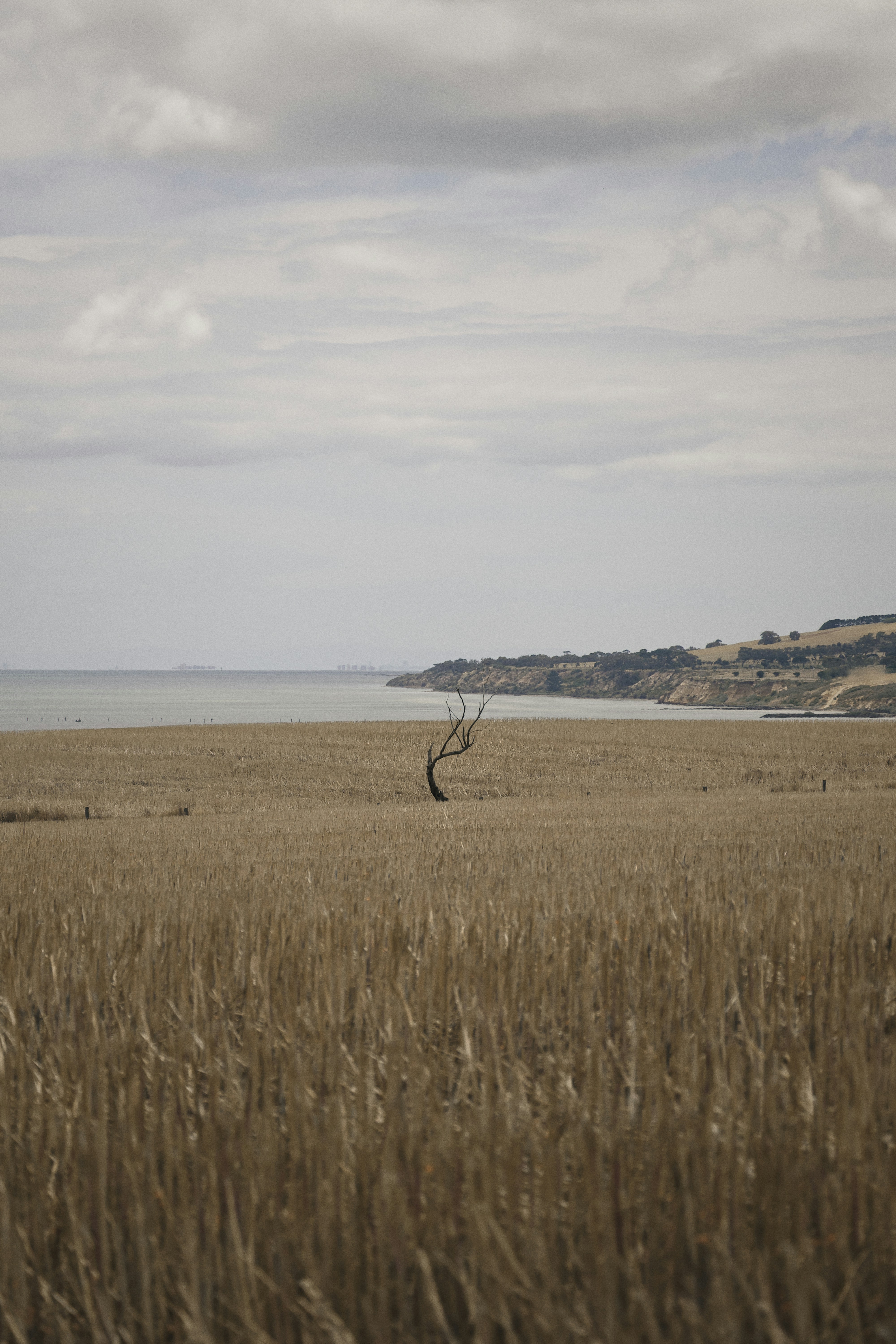Solitary Sentinel on the Coastal Prairie
