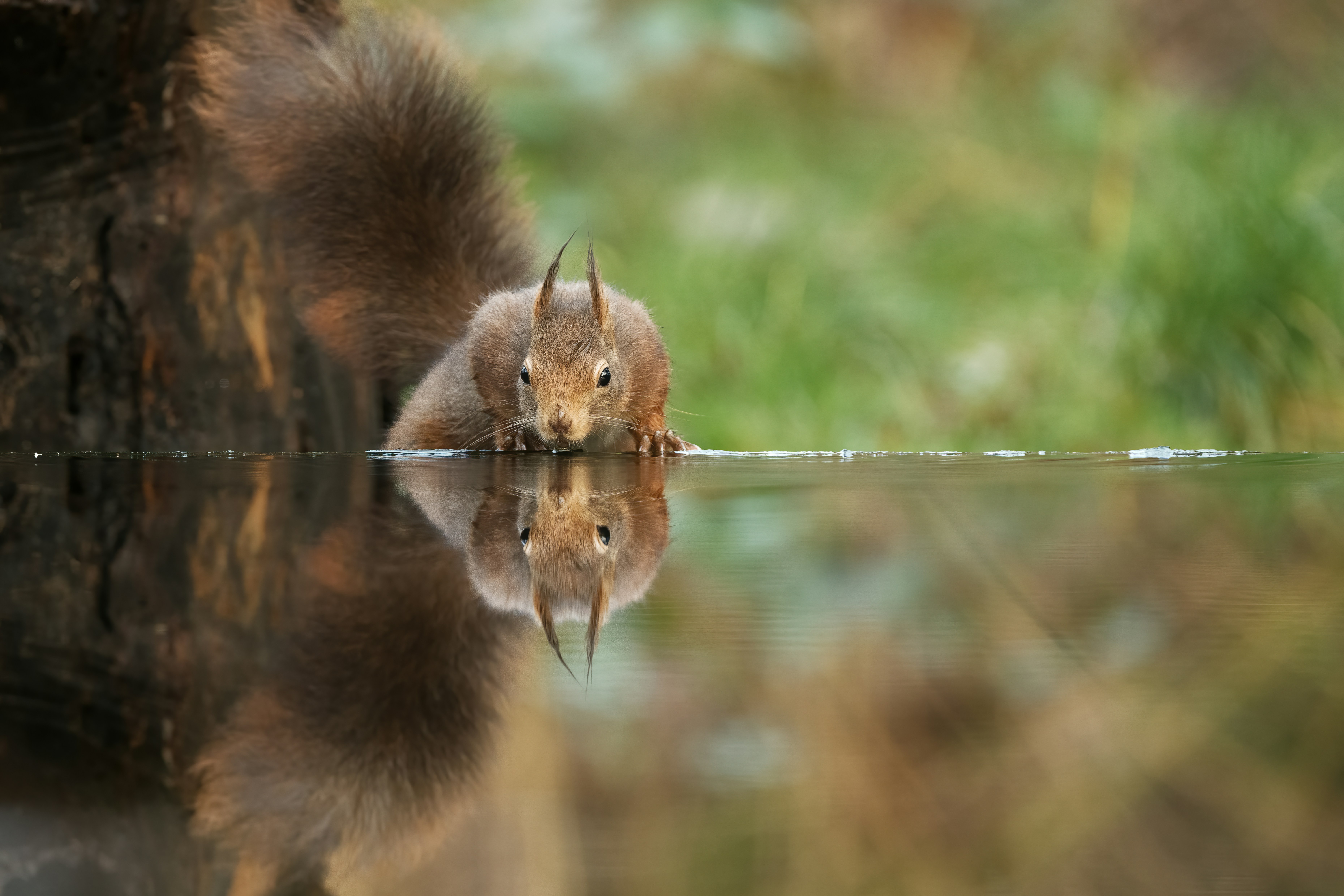 Red Squirrel 