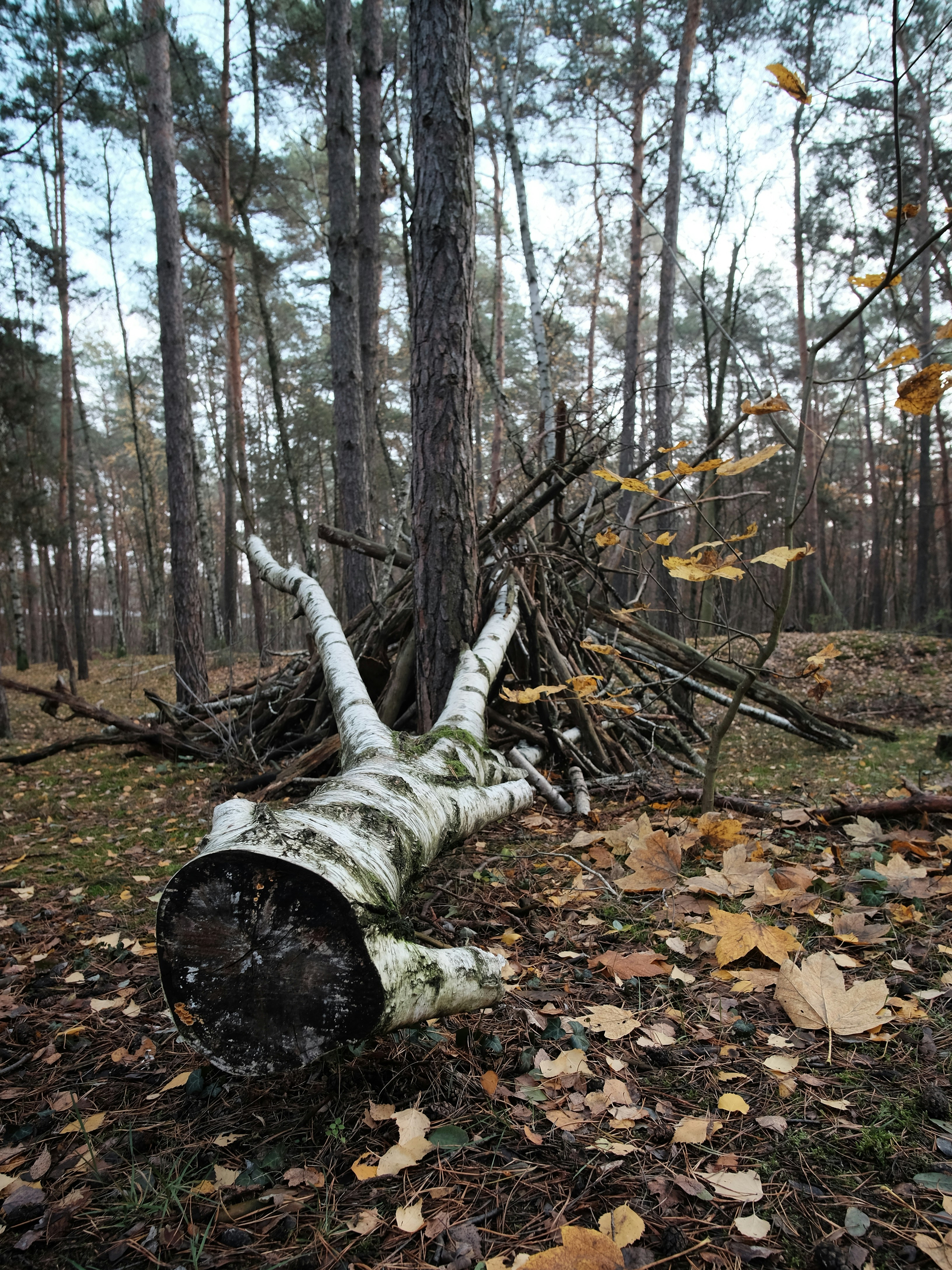 A fallen birch tree lies in a forest, surrounded by scattered autumn leaves and a makeshift shelter of branches. The scene captures the essence of nature's cycle of life and decay.