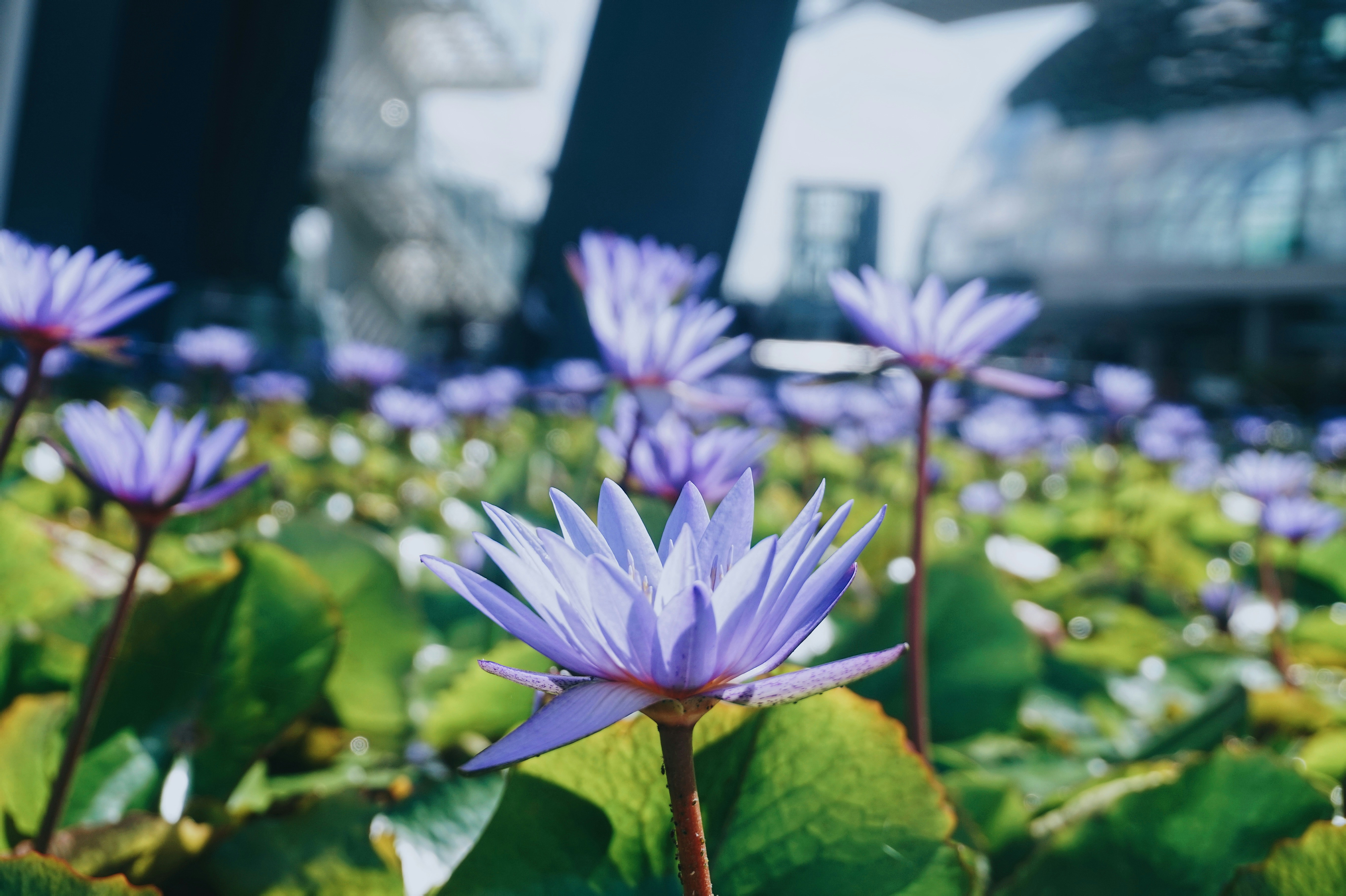 Lavender Lotuses Bloom in a Glasshouse Pond