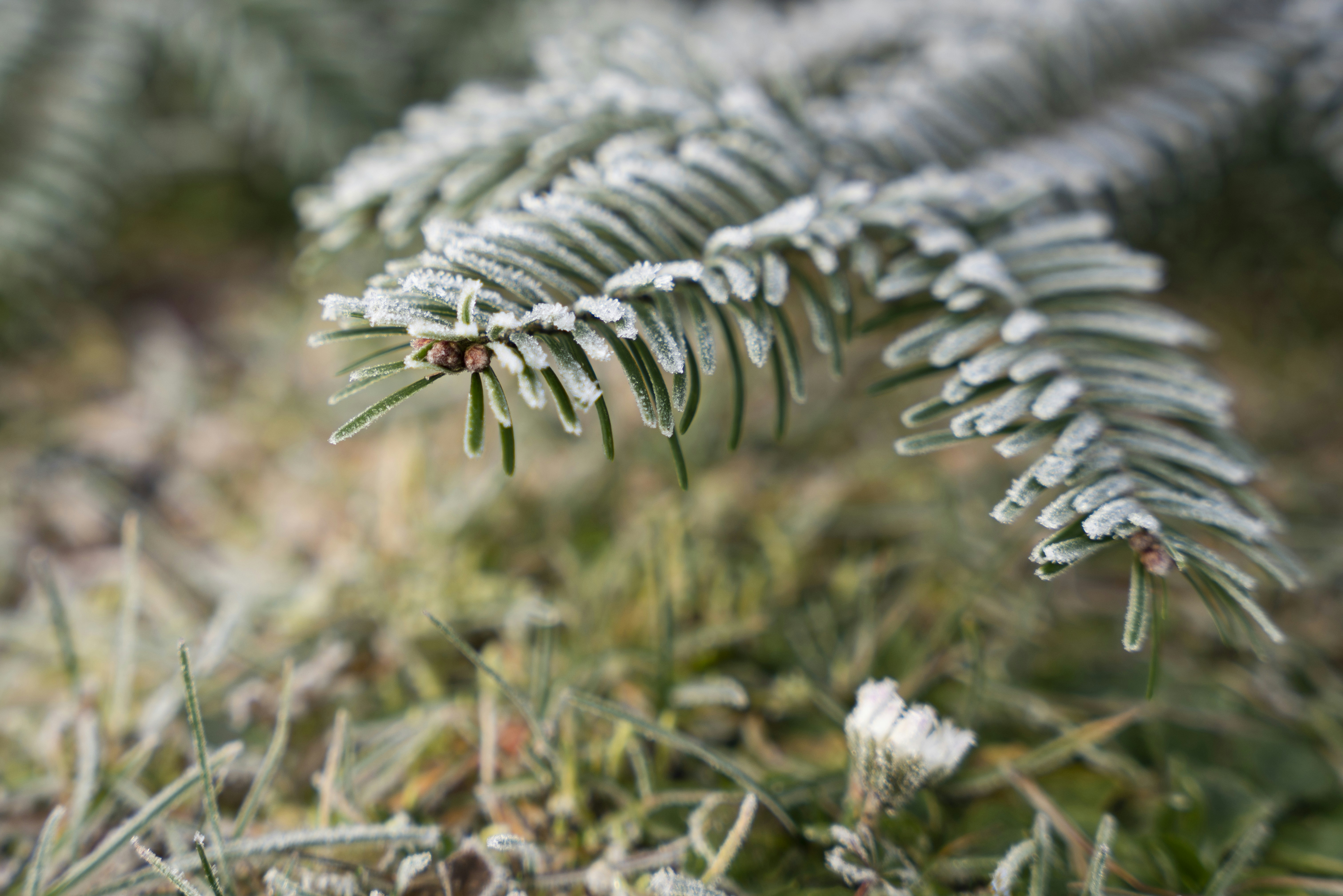 Frost-Laced Pine Needles: A Quiet Winter Close-Up