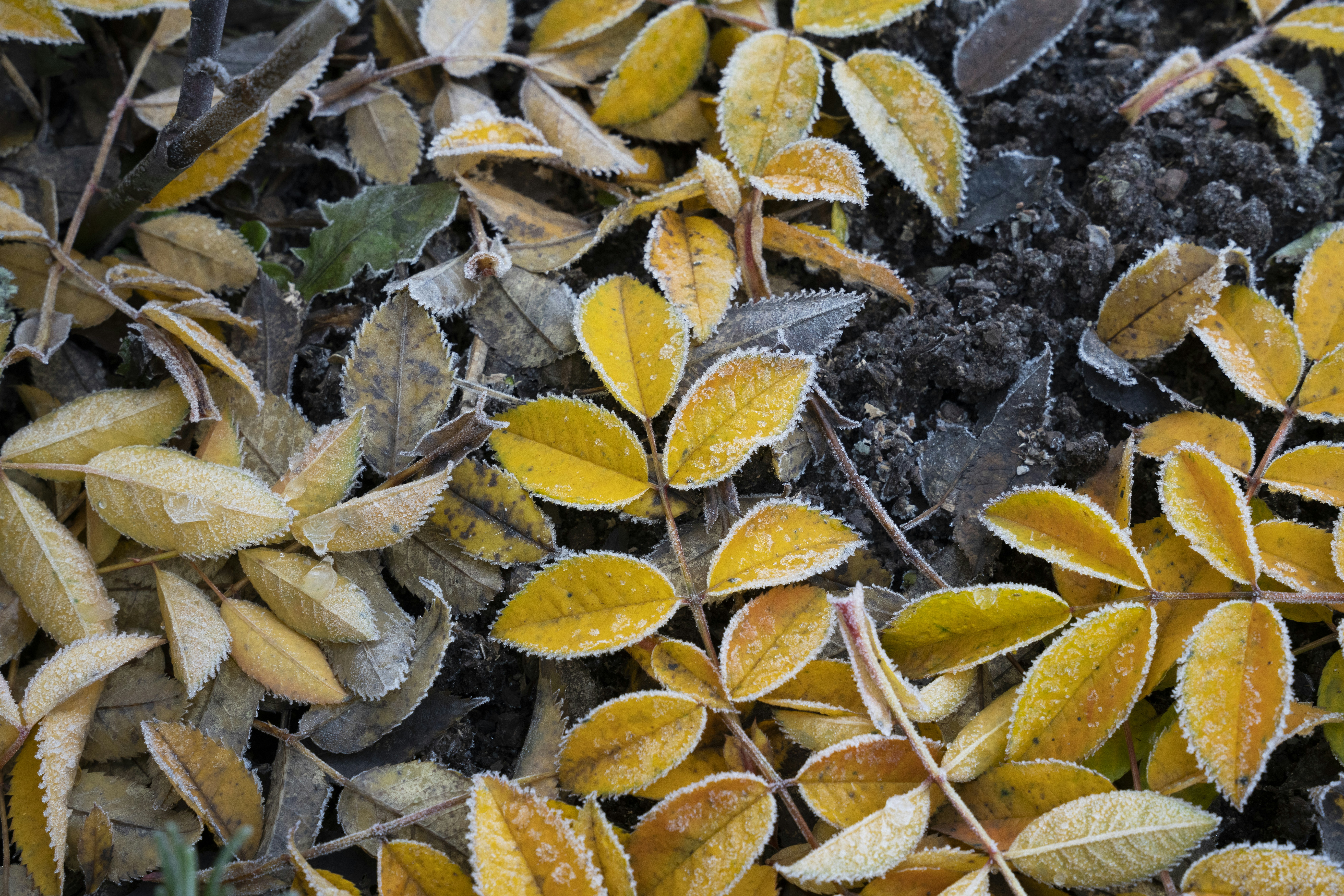 Frost-Kissed Golden Leaves on Dark Earth