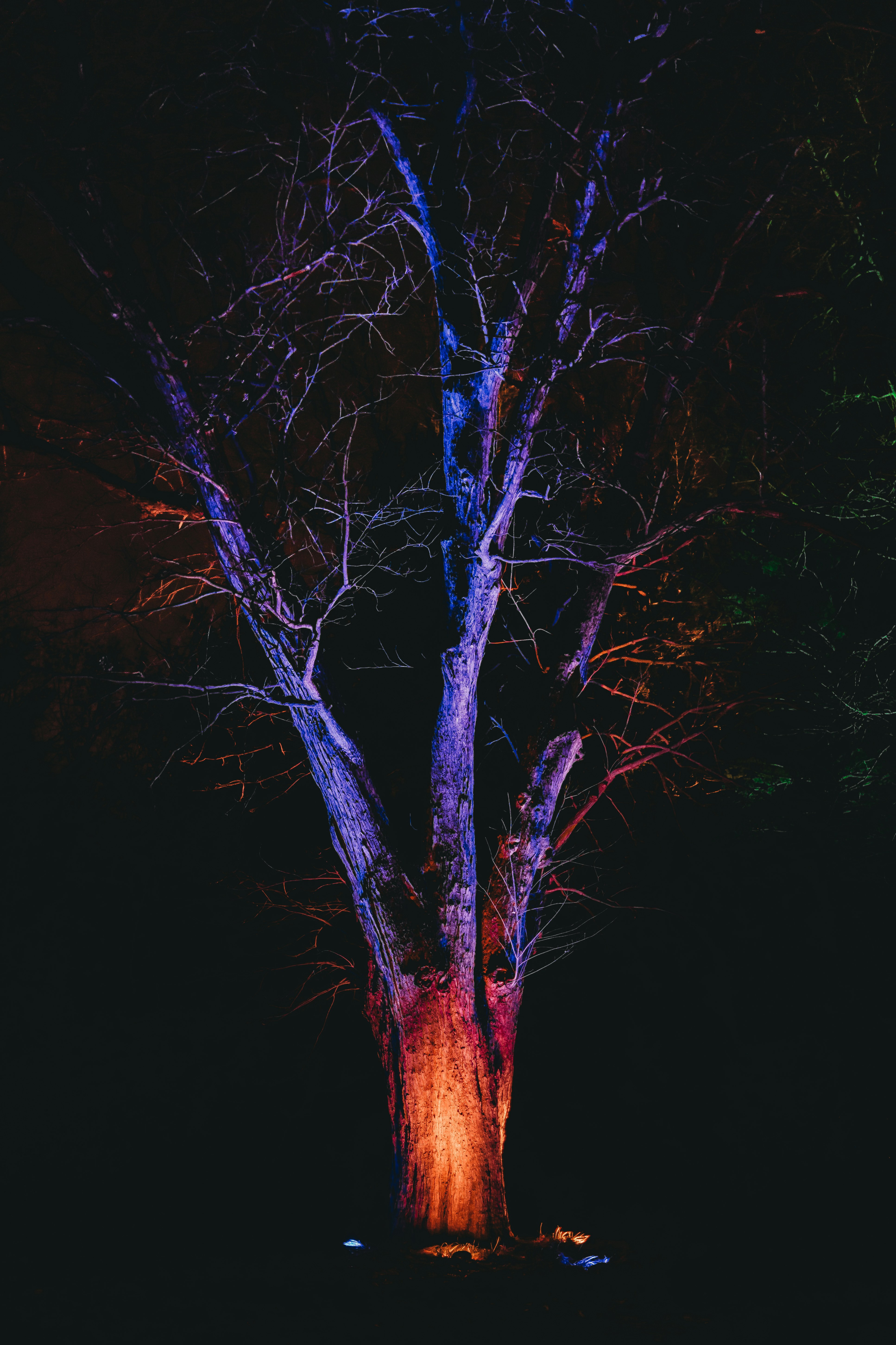 Neon Ember Trunk: A Bare Tree Forged in Cyan, Violet and Orange Light