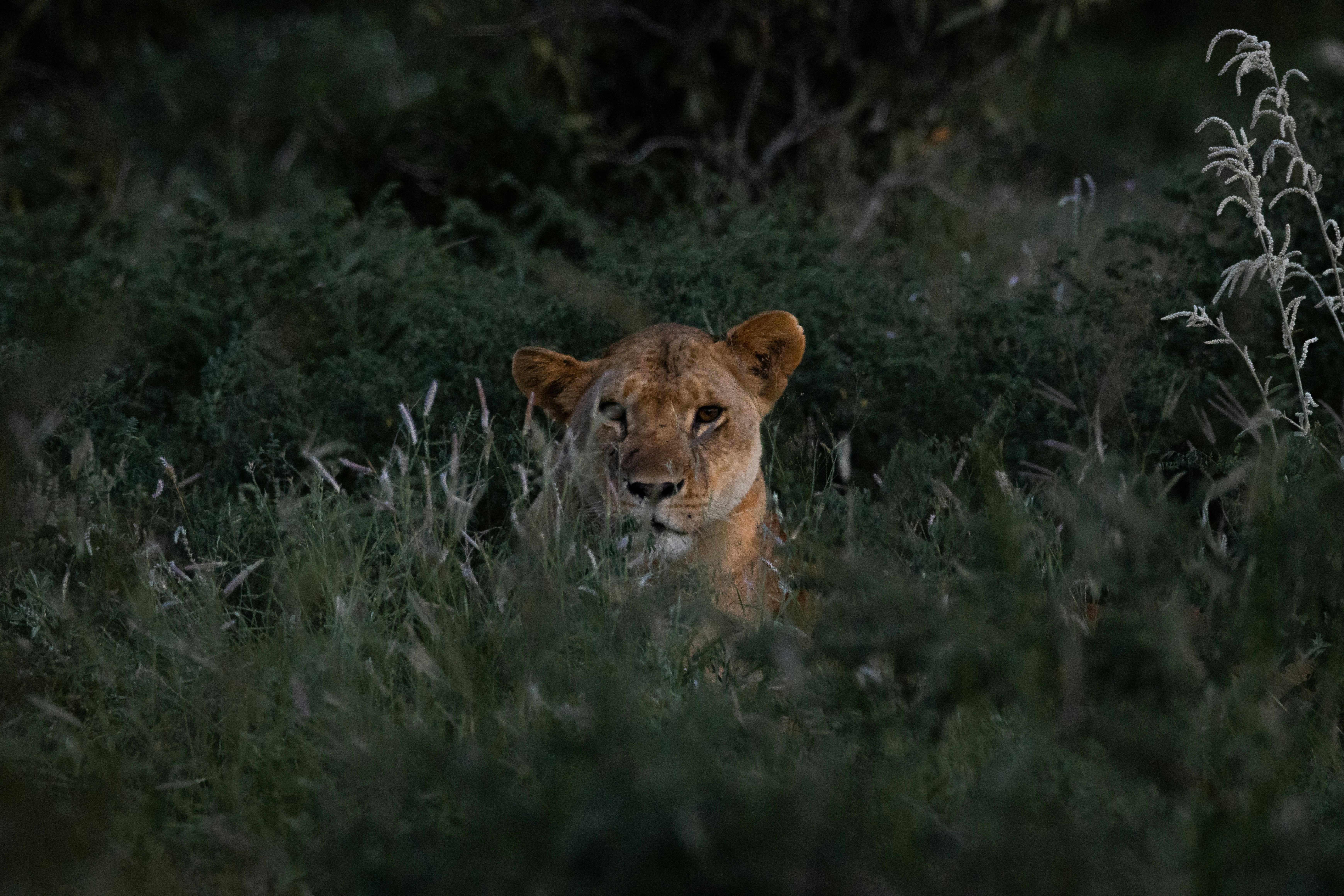 Taken late past dusk, i got this fearful stare from the lioness as it was watching its cubs cross the road.