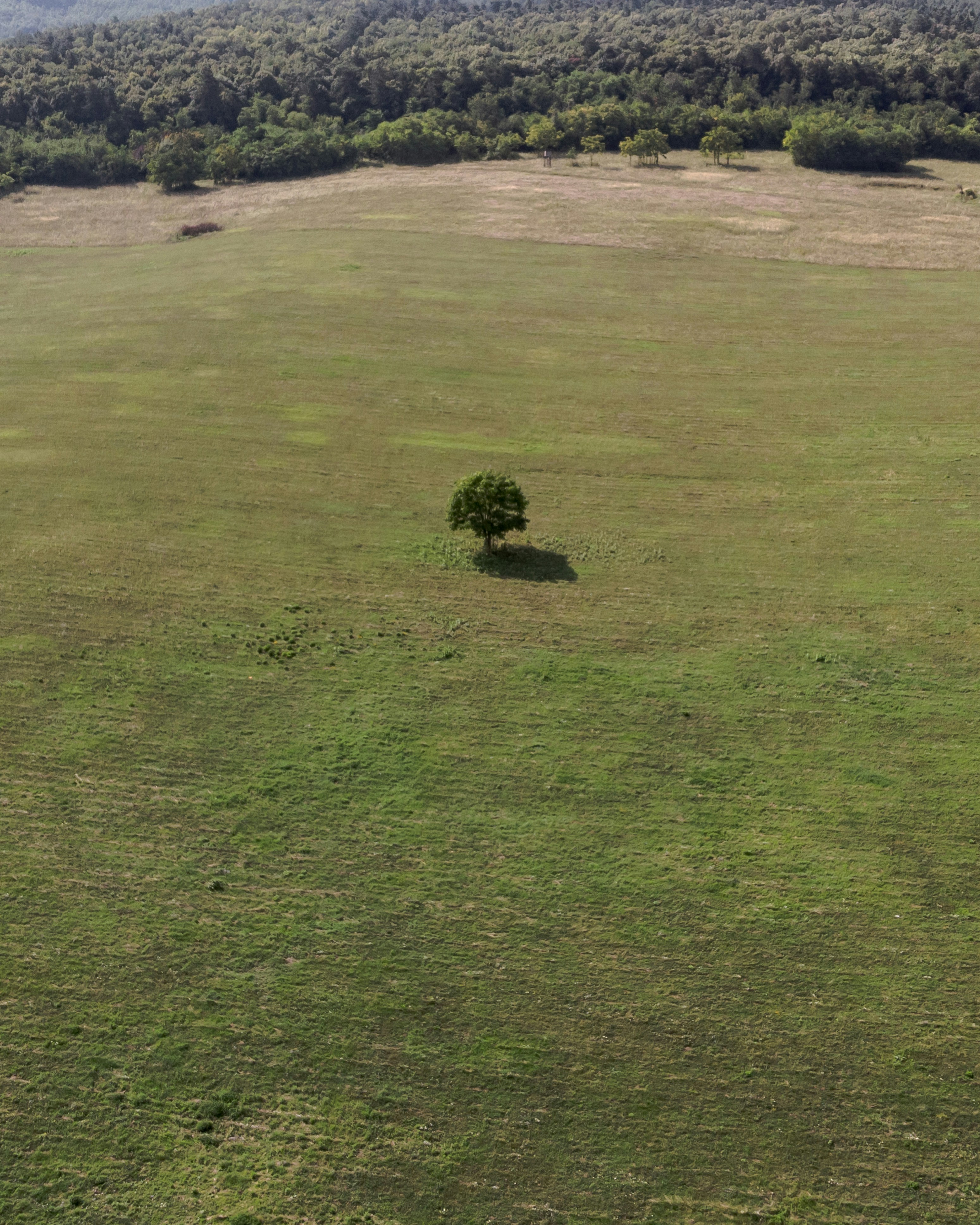 Solitary Sentinel: A Lone Tree in a Prairie Expanse