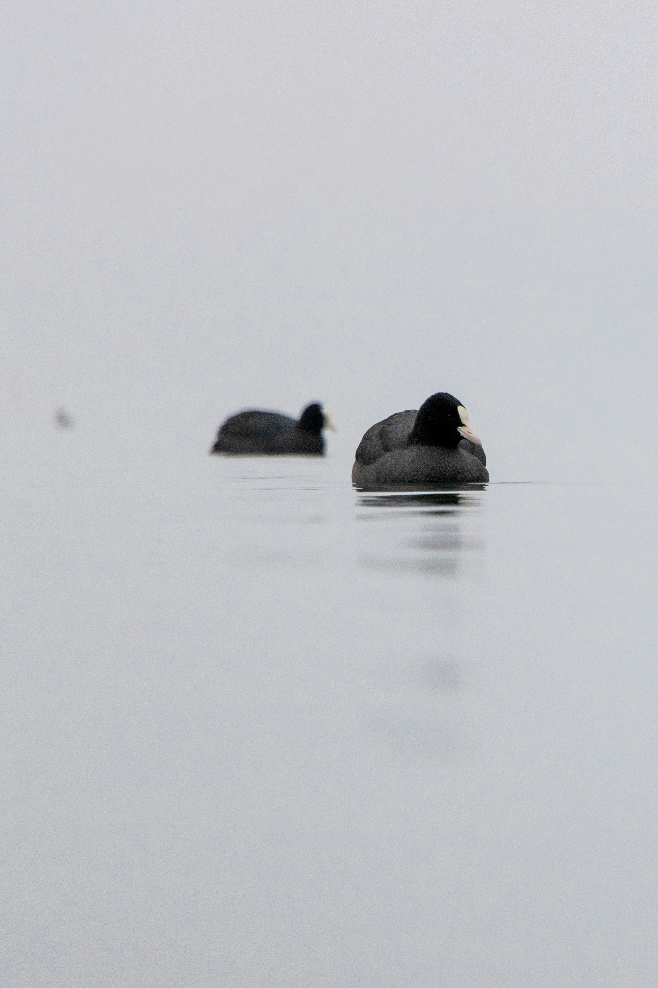 Duck in the foggy water of the lake zurich