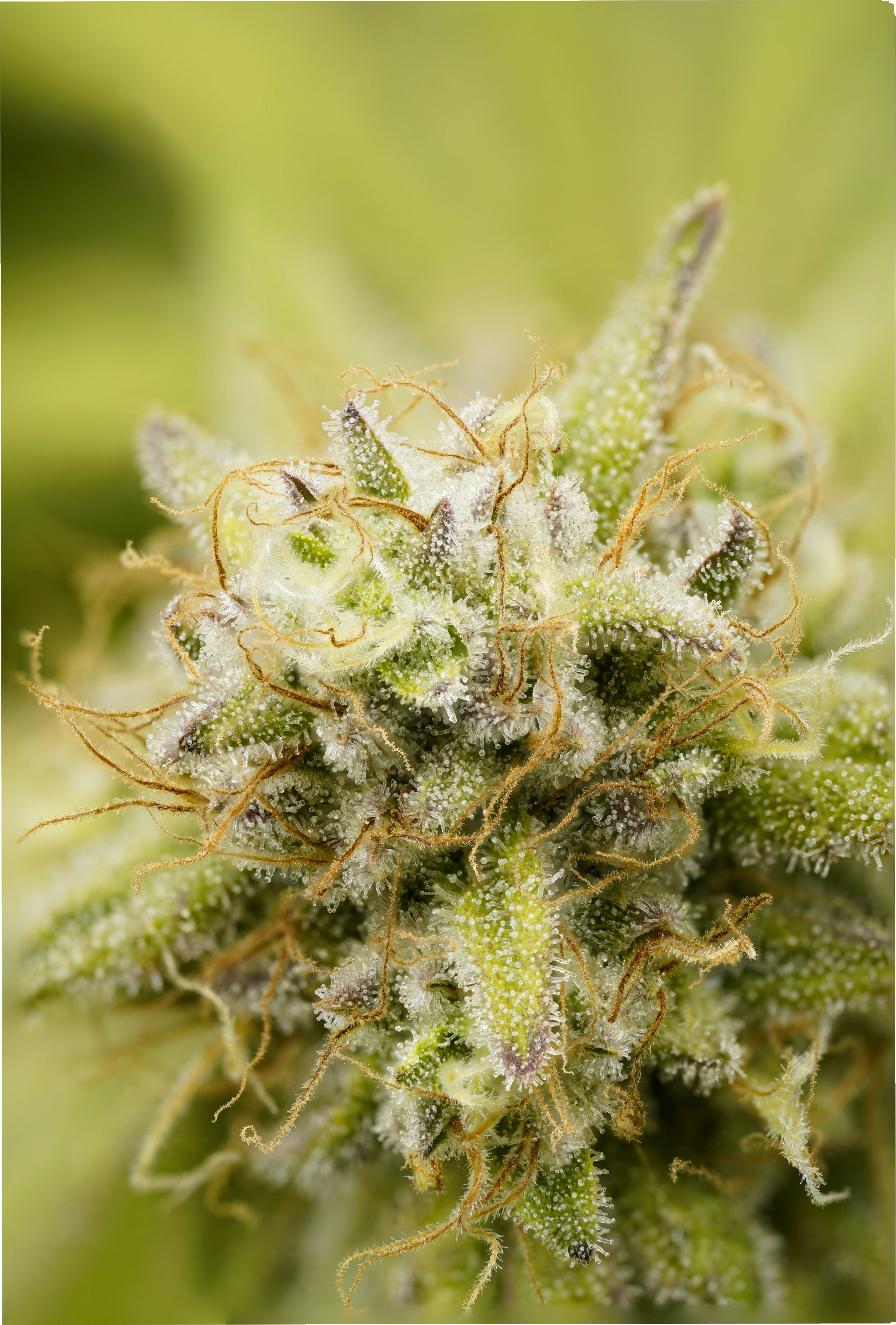 Frost-Lace Crown: A Close-Up Cannabis Bud Portrait