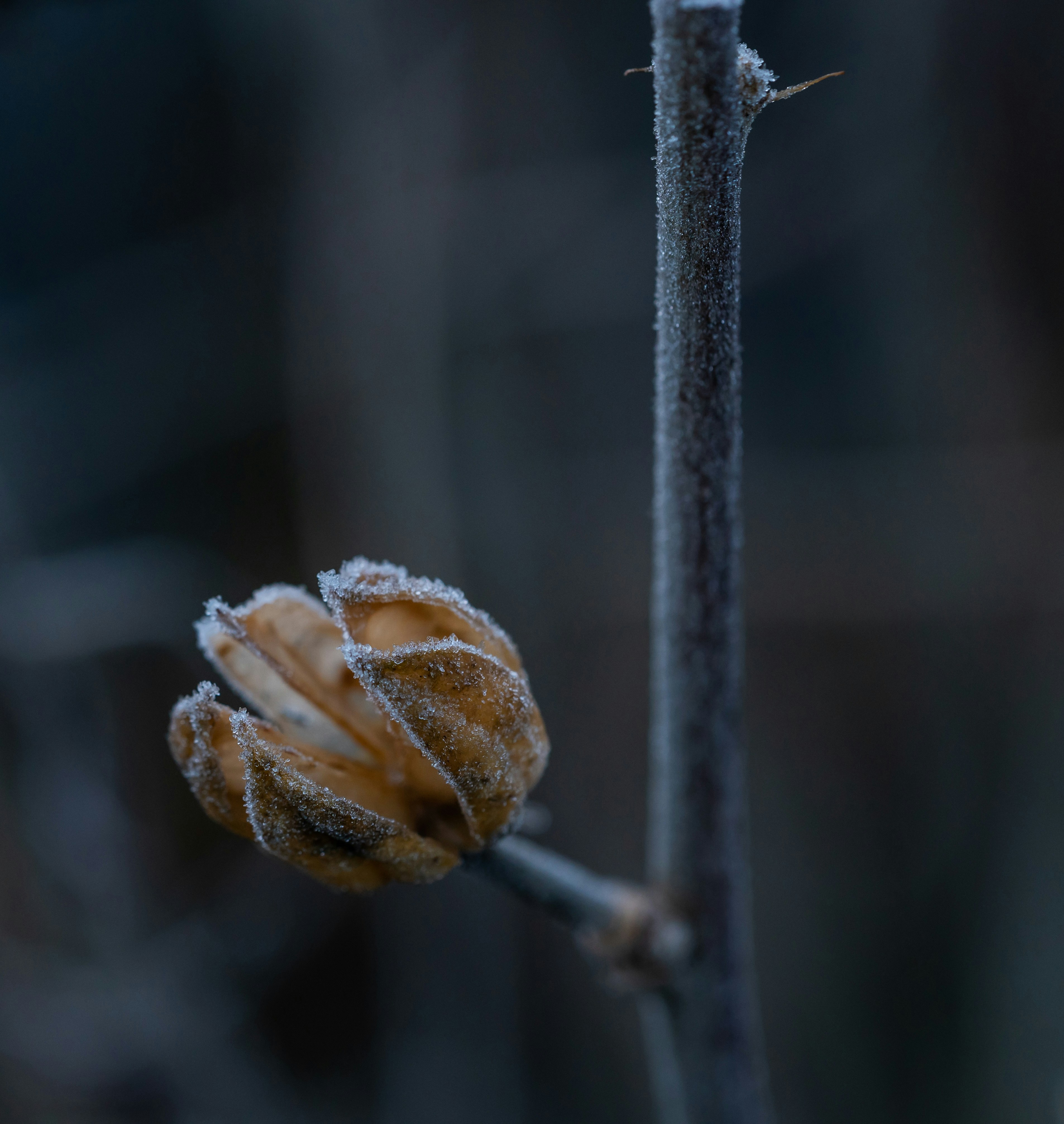 Winter's Frosted Bud: A Macro Portrait on a Bare Branch