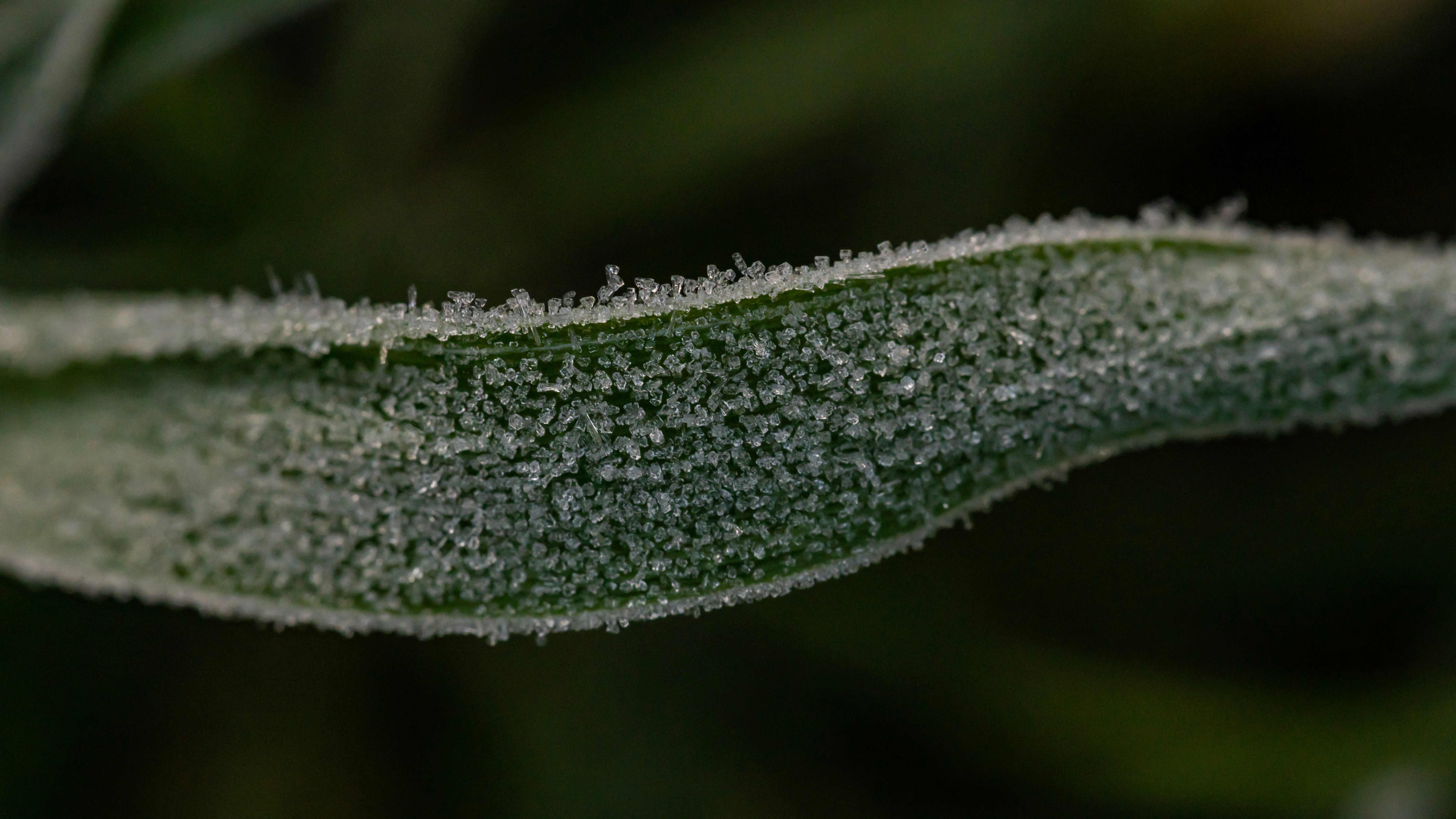 Dew-Kissed Zephyr: Frosted Edge of a Leaf