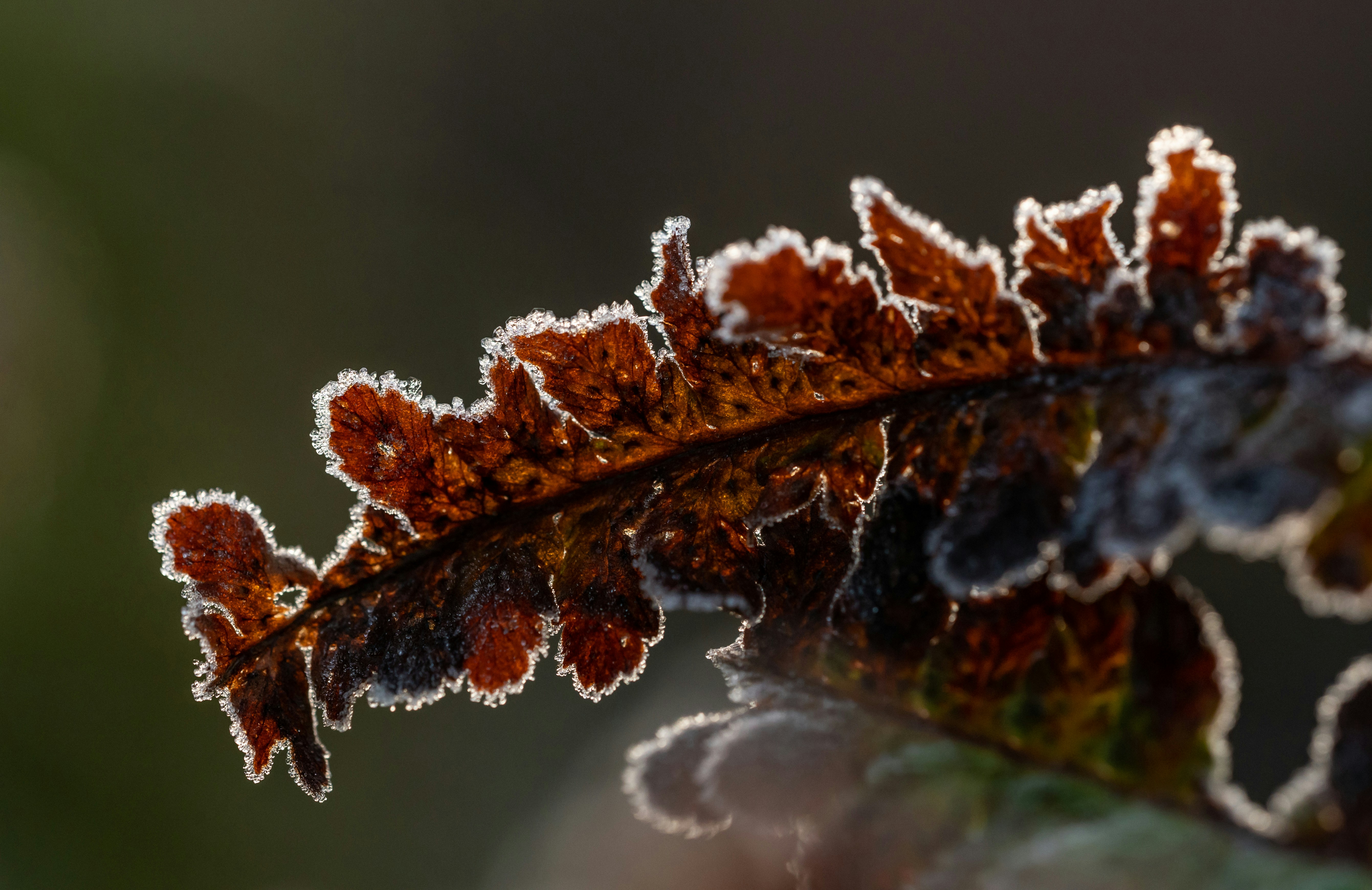 Frosted Margin: Iris-like Edge of a Dewy Leaf