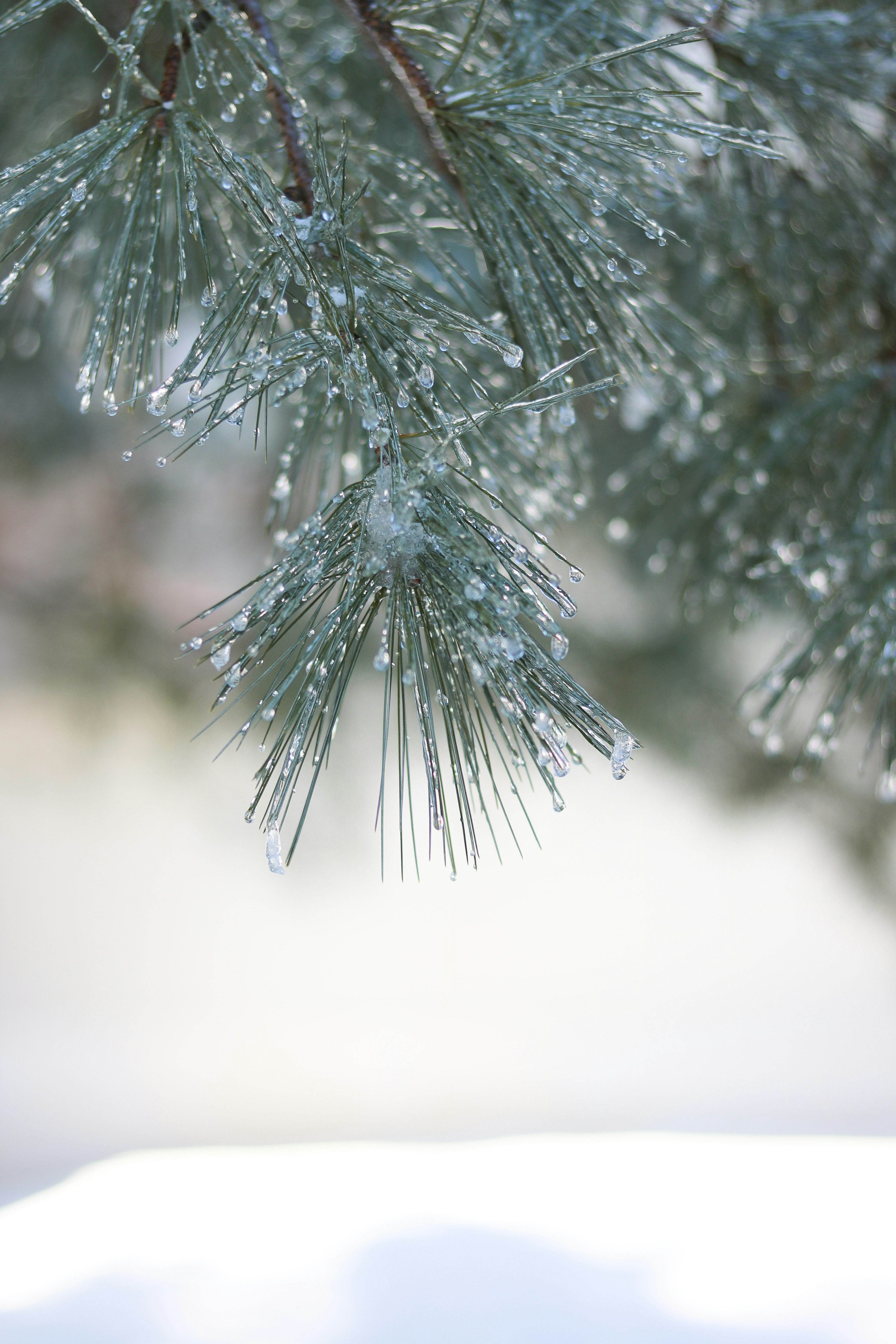 Frost-laden pine needles glisten with droplets, showcasing the delicate beauty of winter's embrace.