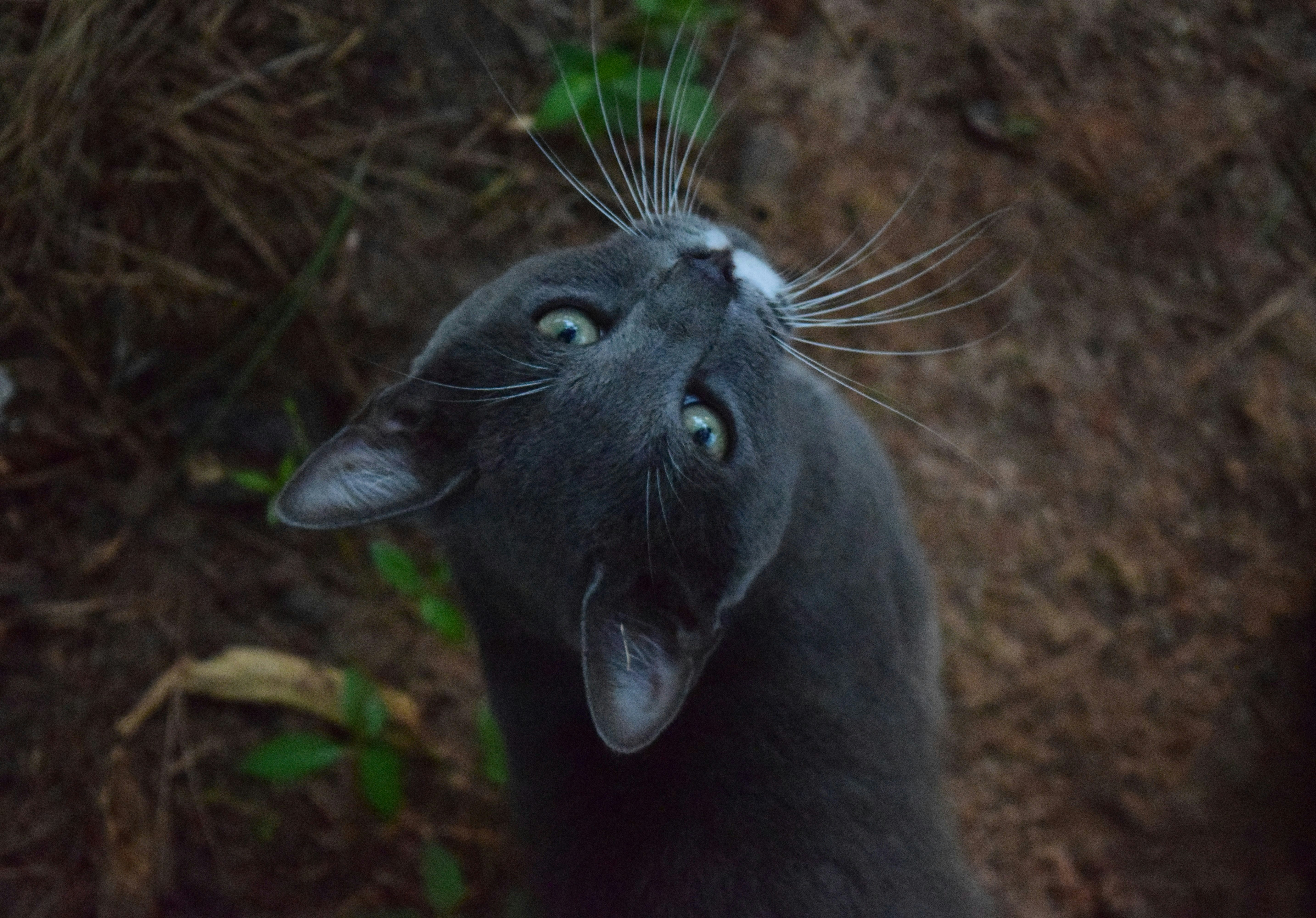 Gray cat gazing upwards with bright green eyes amidst a natural backdrop. The focus on its expressive face highlights its inquisitive nature.