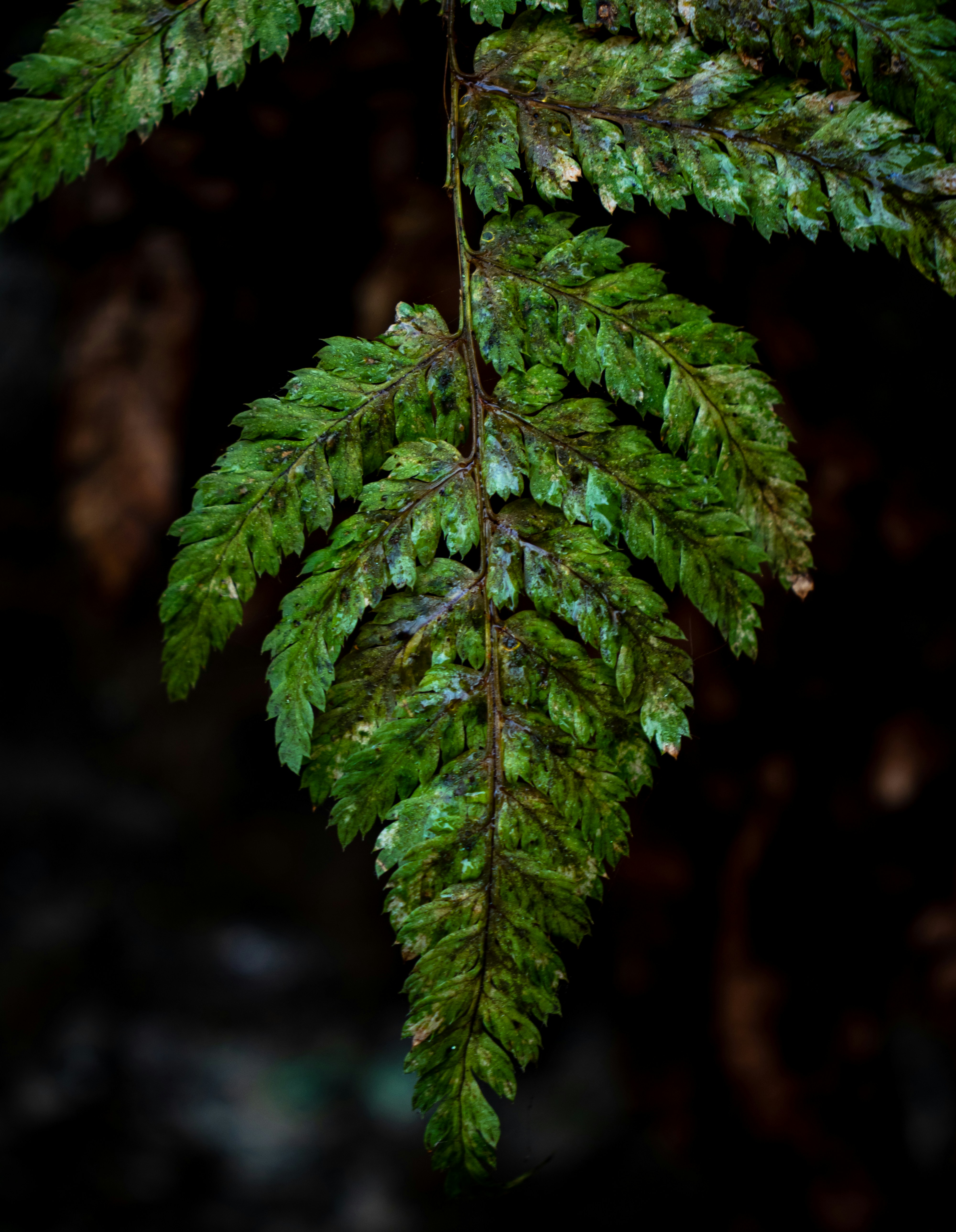 Close-up of a single fern frond against a dark, blurred background.