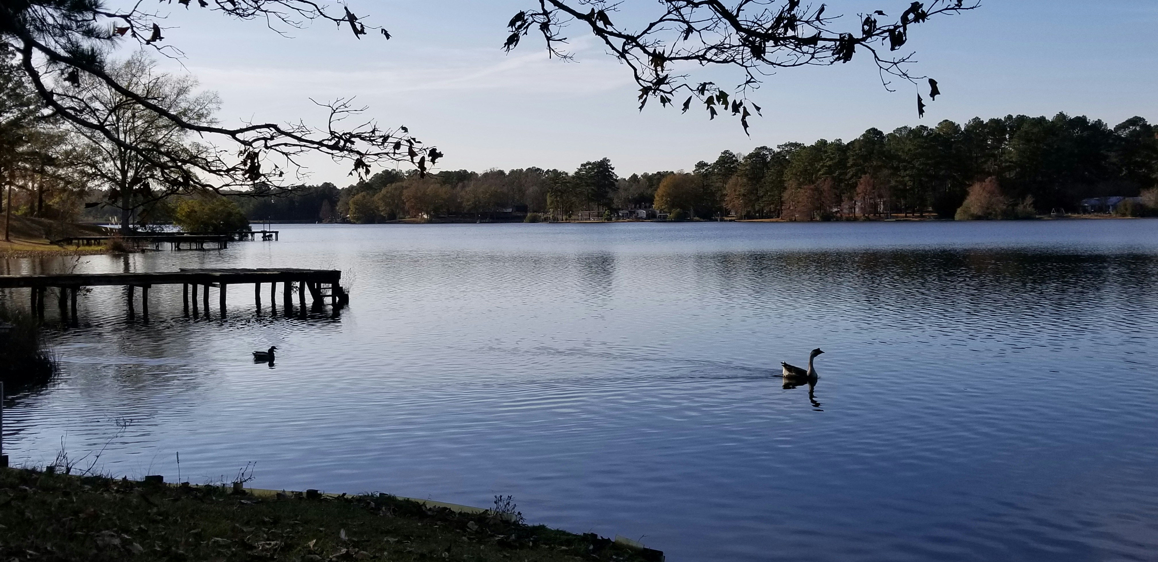 two birds on body of water during daytime