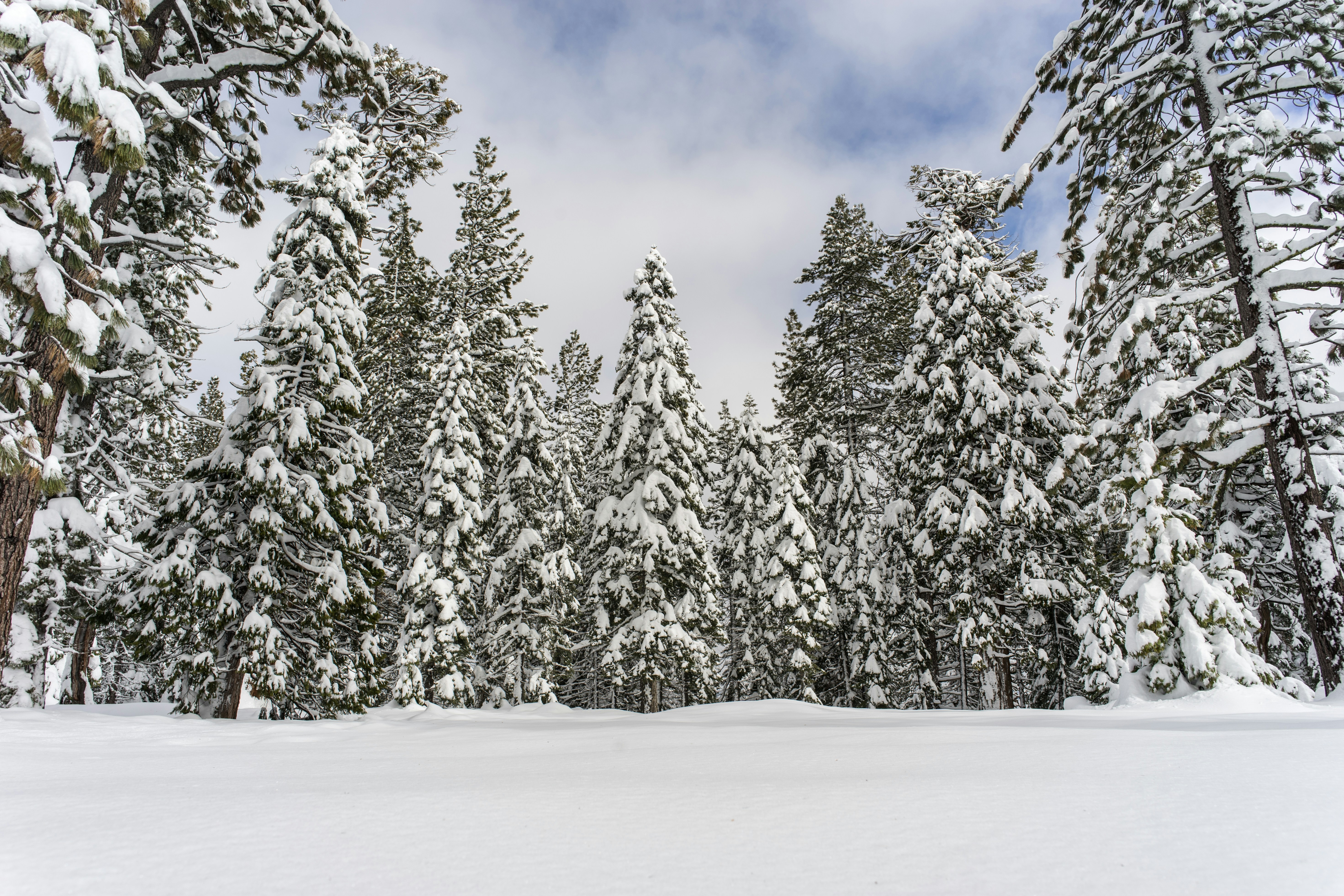 Snow covered pine trees under blue sky during daytime photo – Free Grey ...