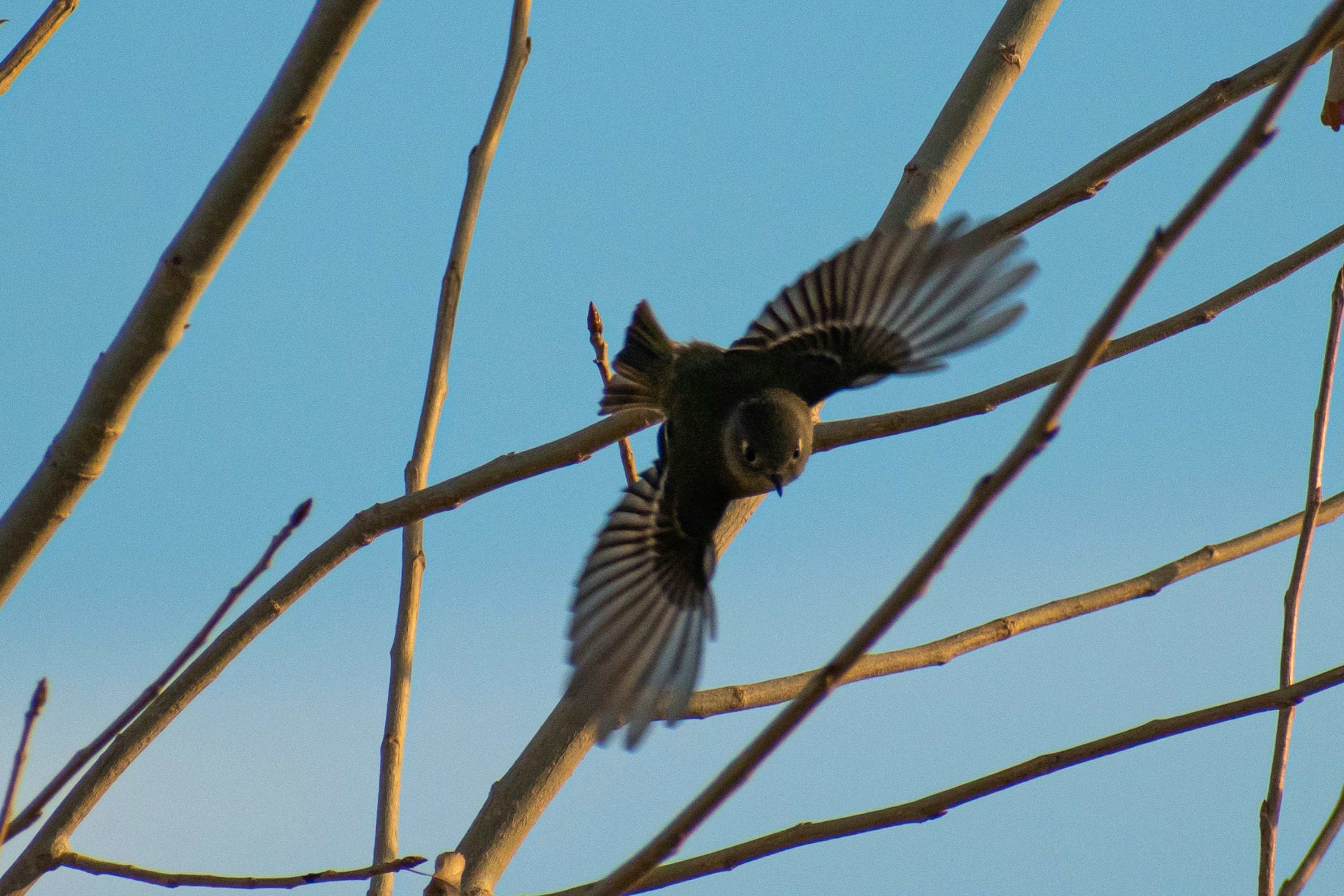 Sparrow in Freeflight Between Bare Branches Under a Clear Sky