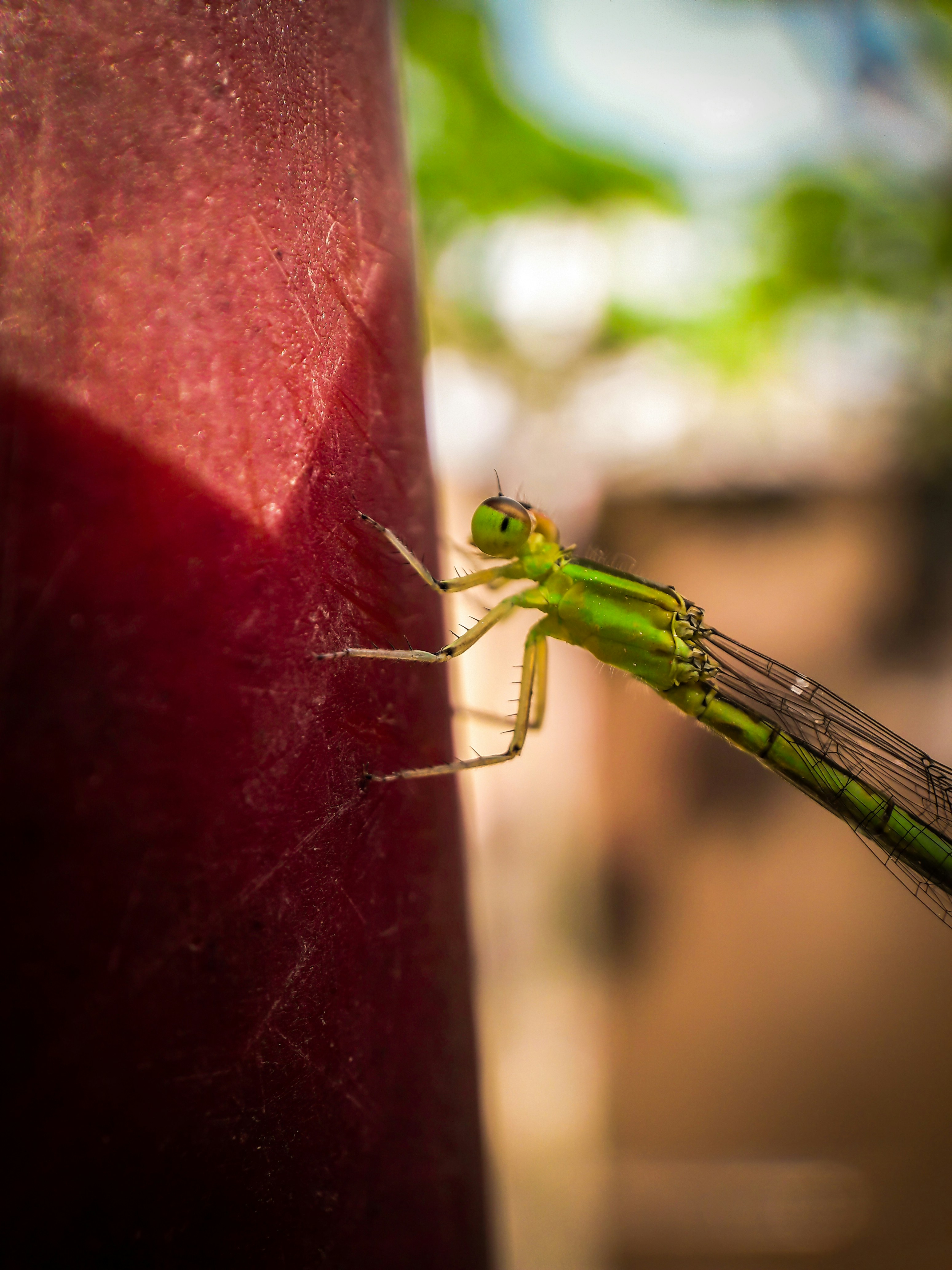 Emerald Dragonfly Clinging to a Crimson Post