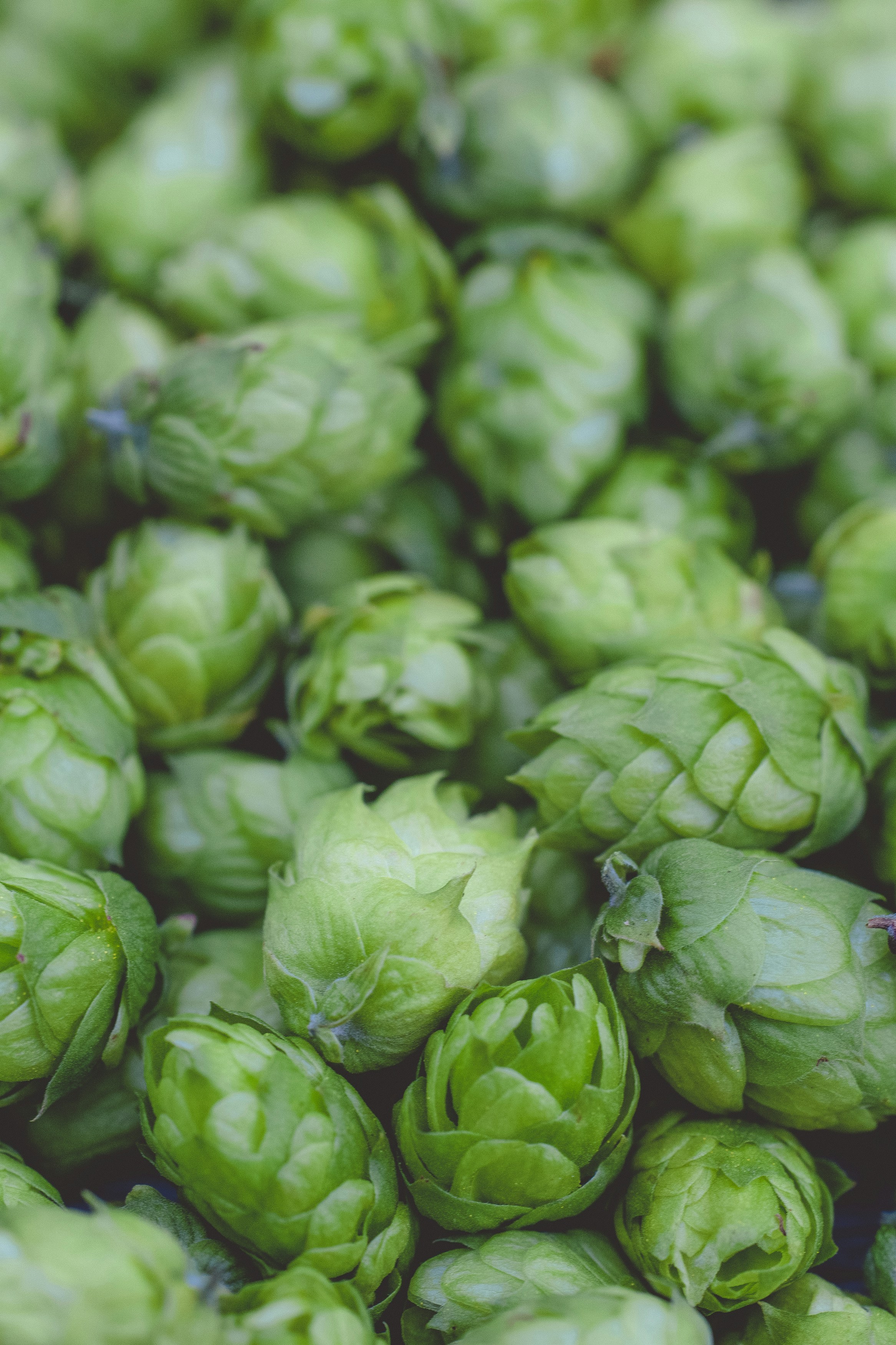 Hops Pictures | Download Free Images on Unsplash
