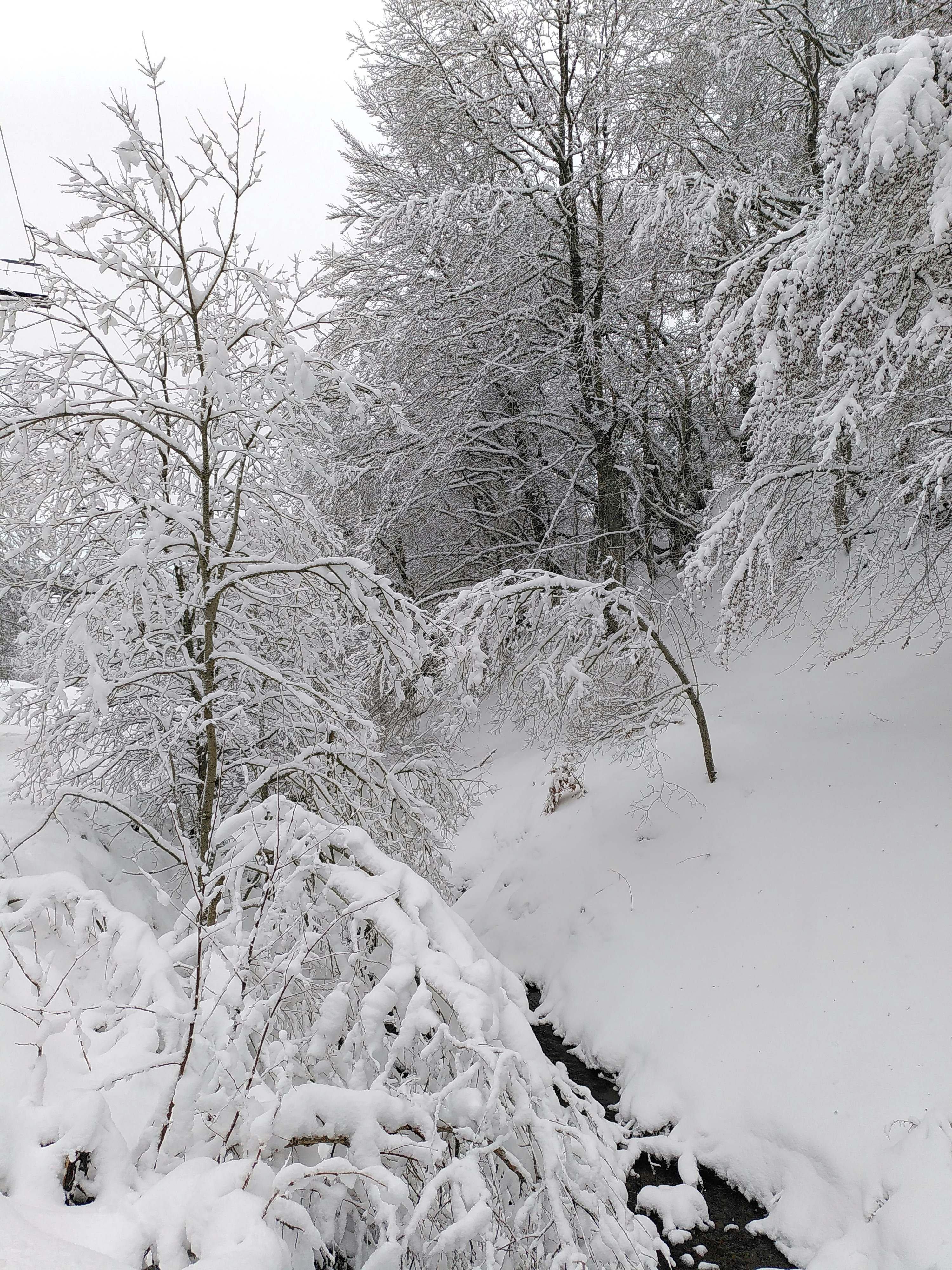 Snow-laden branches frame a serene winter landscape, highlighting the quiet beauty of a snow-covered path. The scene invites a sense of tranquility.