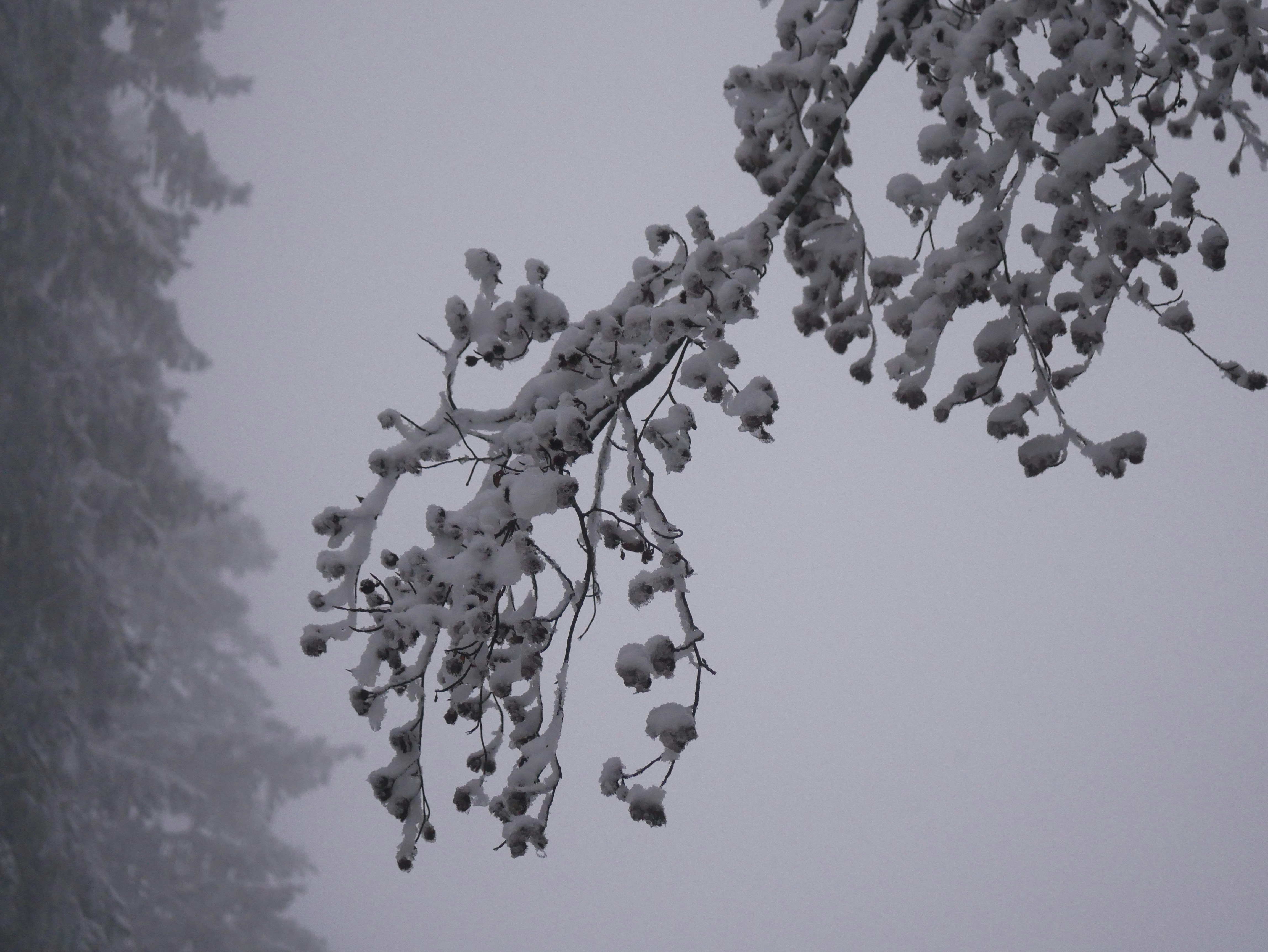 Snow-Laden Twig Draped in Winter Mist