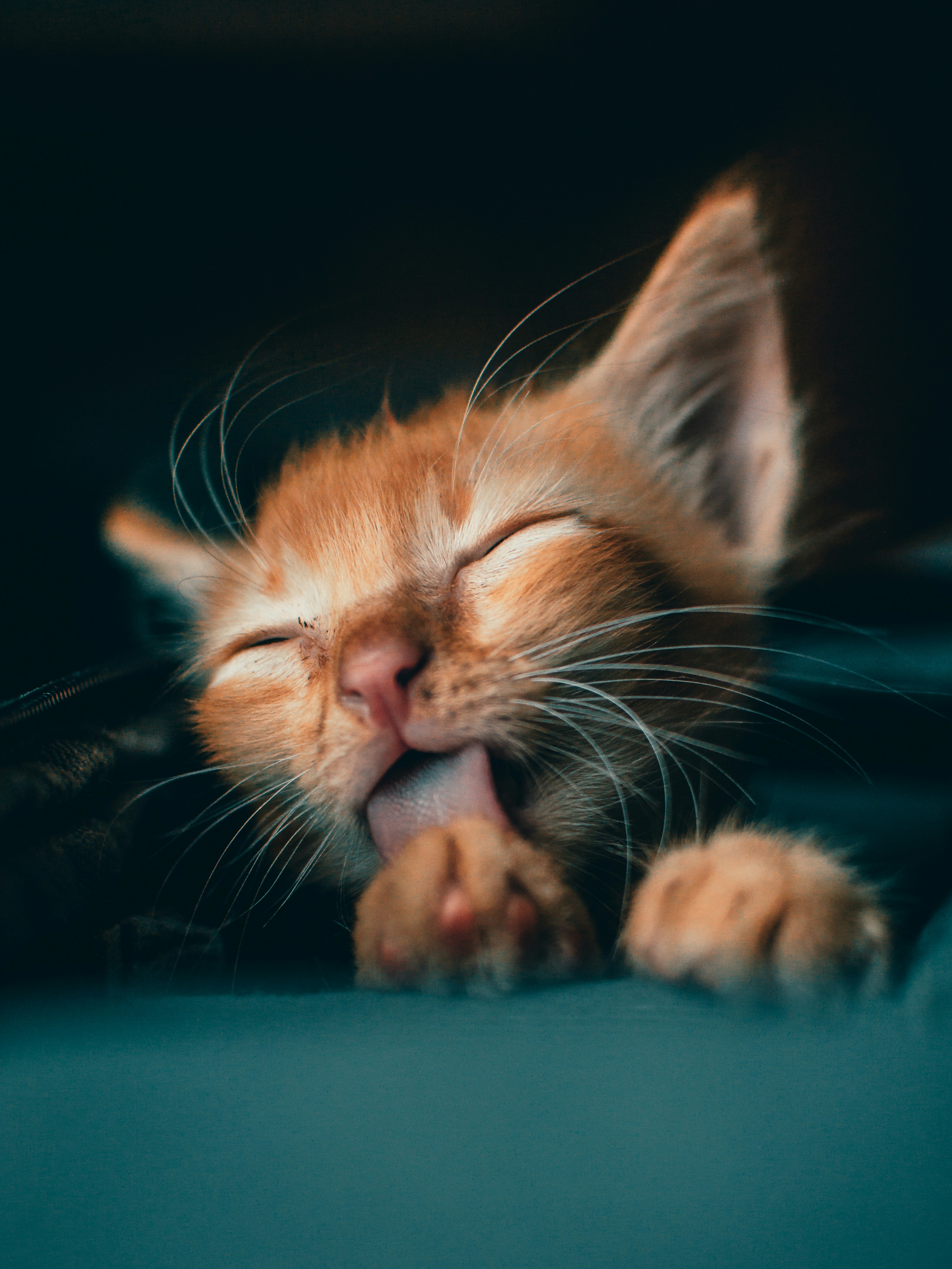 Ginger kitten grooming itself with eyes closed, radiating tranquility and contentment.