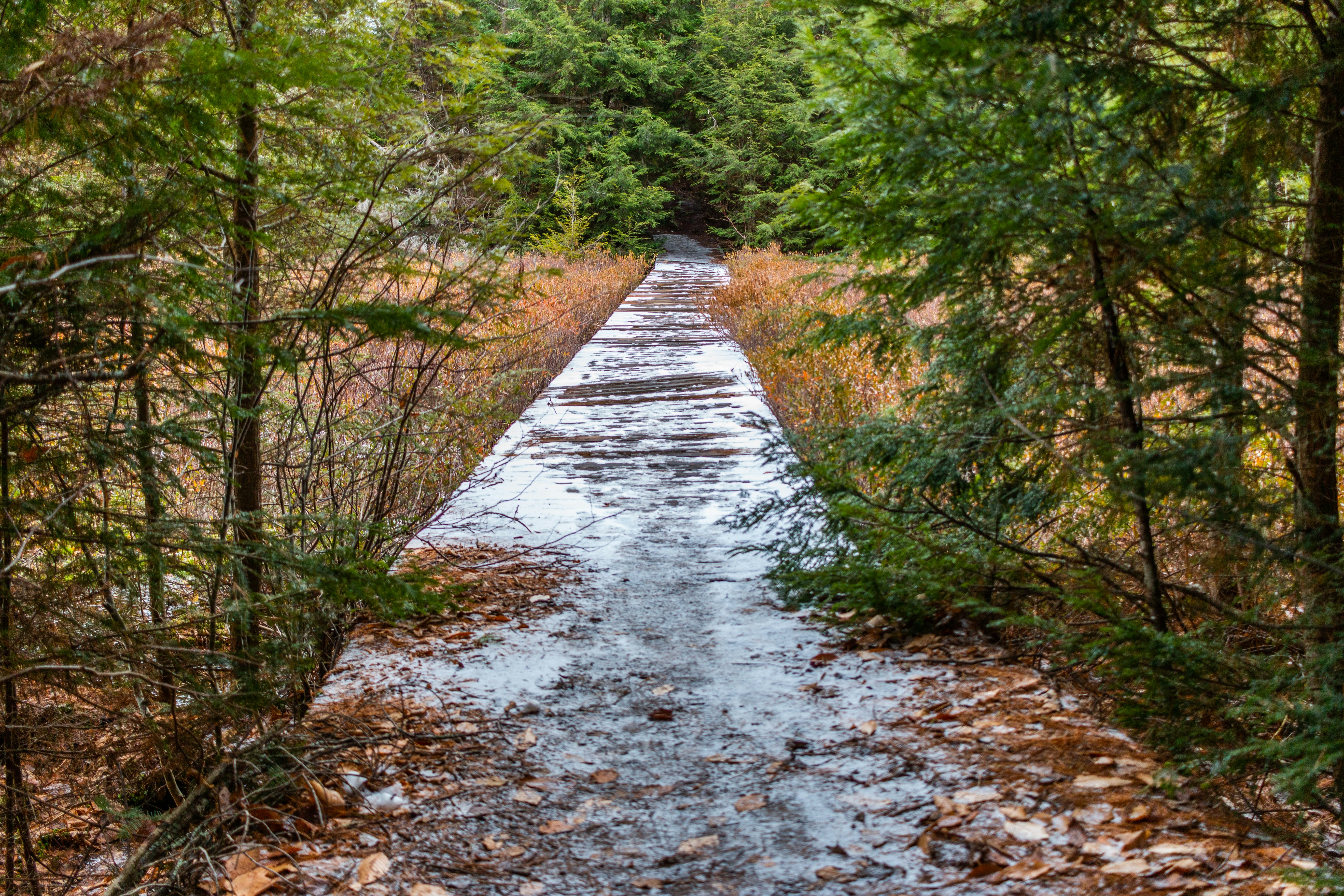 Misty Forest Path: A Quiet Ridge Through Autumn Pines