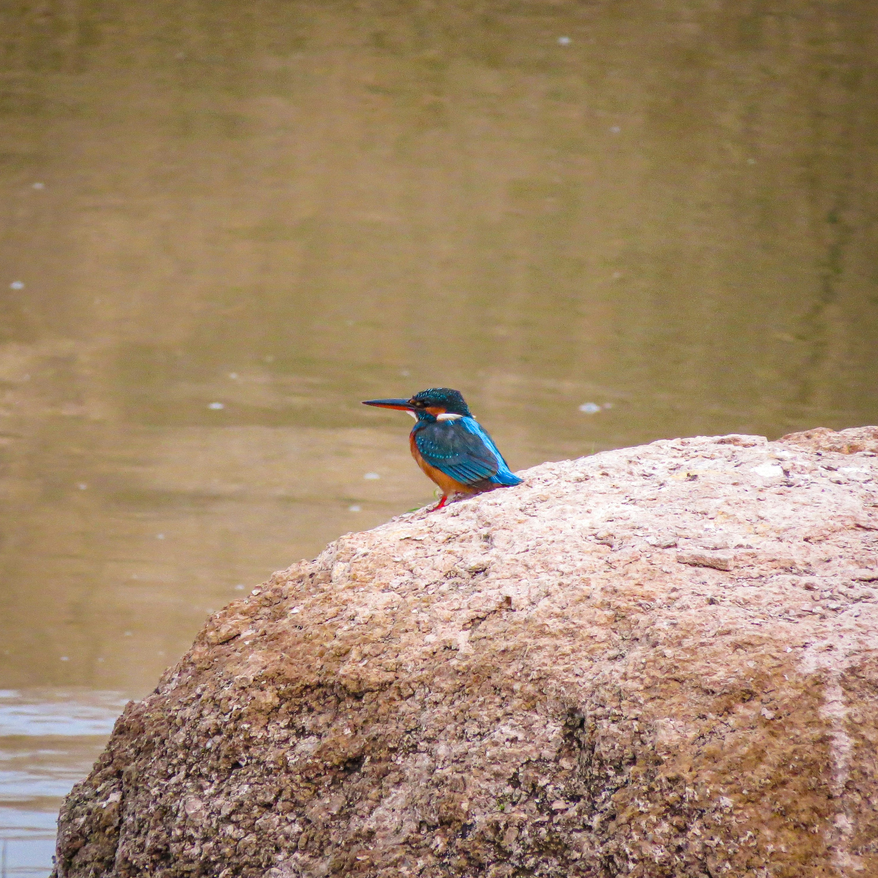 Blue-Green Kingfisher Perched on a Sunlit River Rock