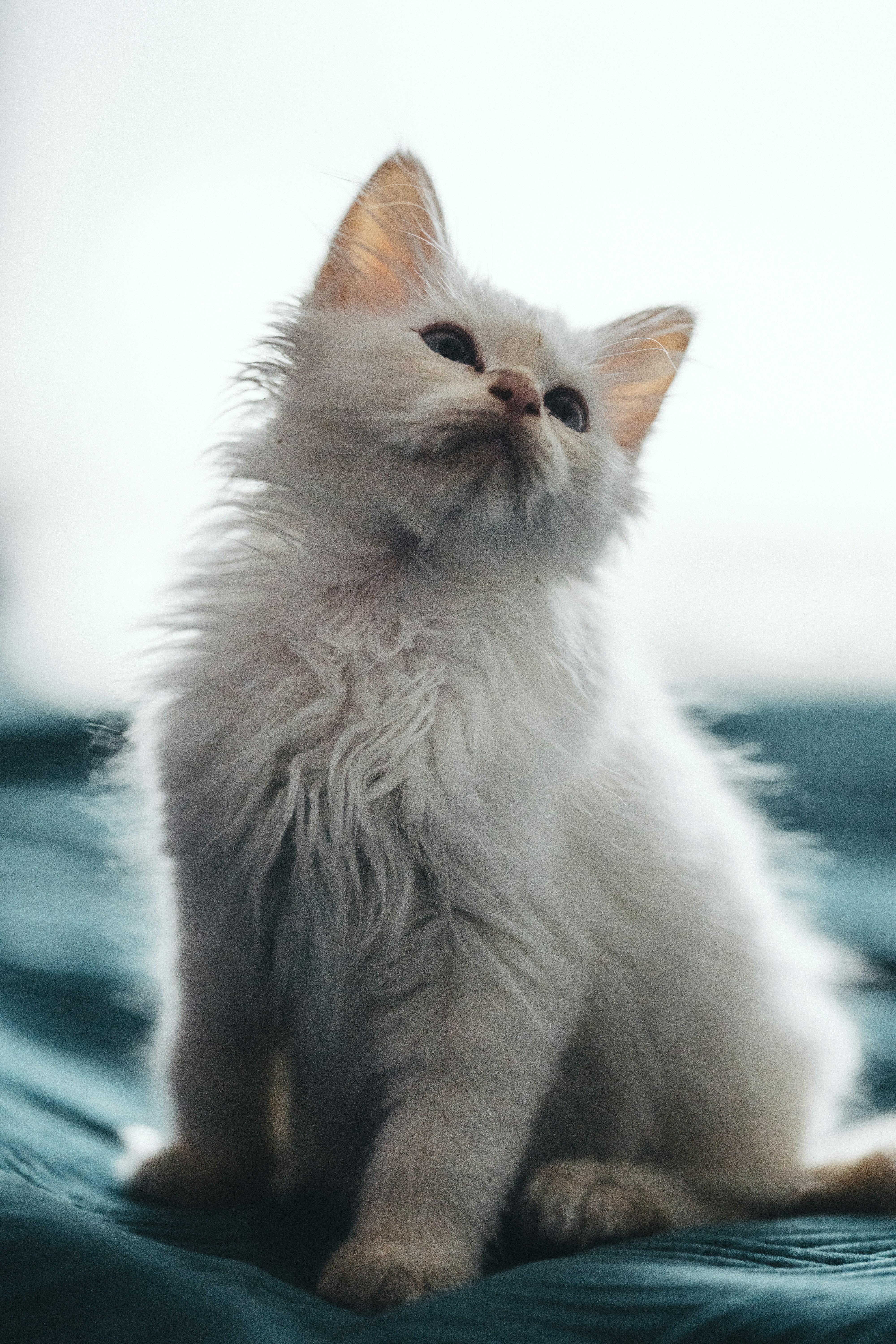 Whiskered Wonder: A Fluffy Kitten Gazes Up in Soft Backlight