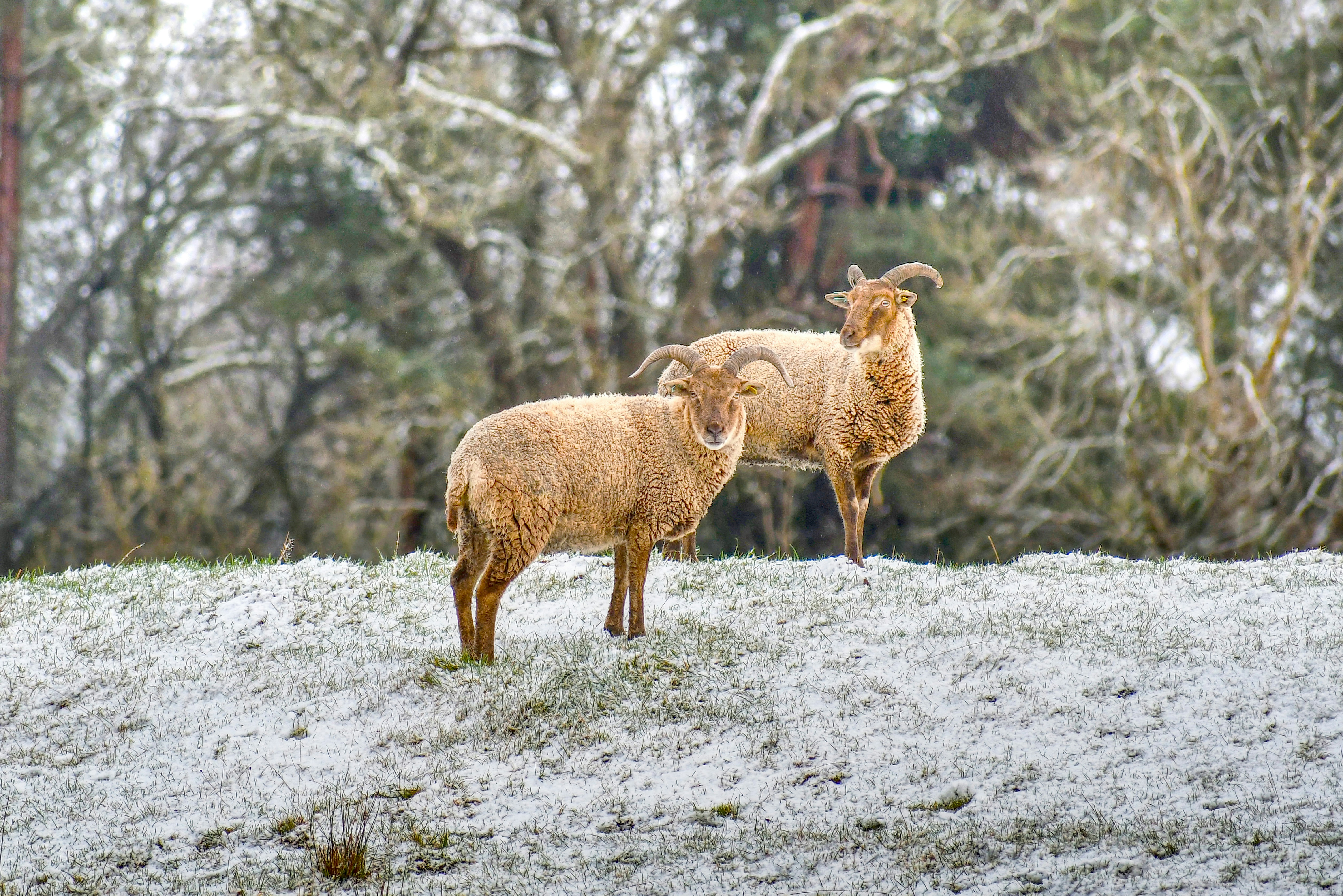 brown sheep on gray ground during daytime