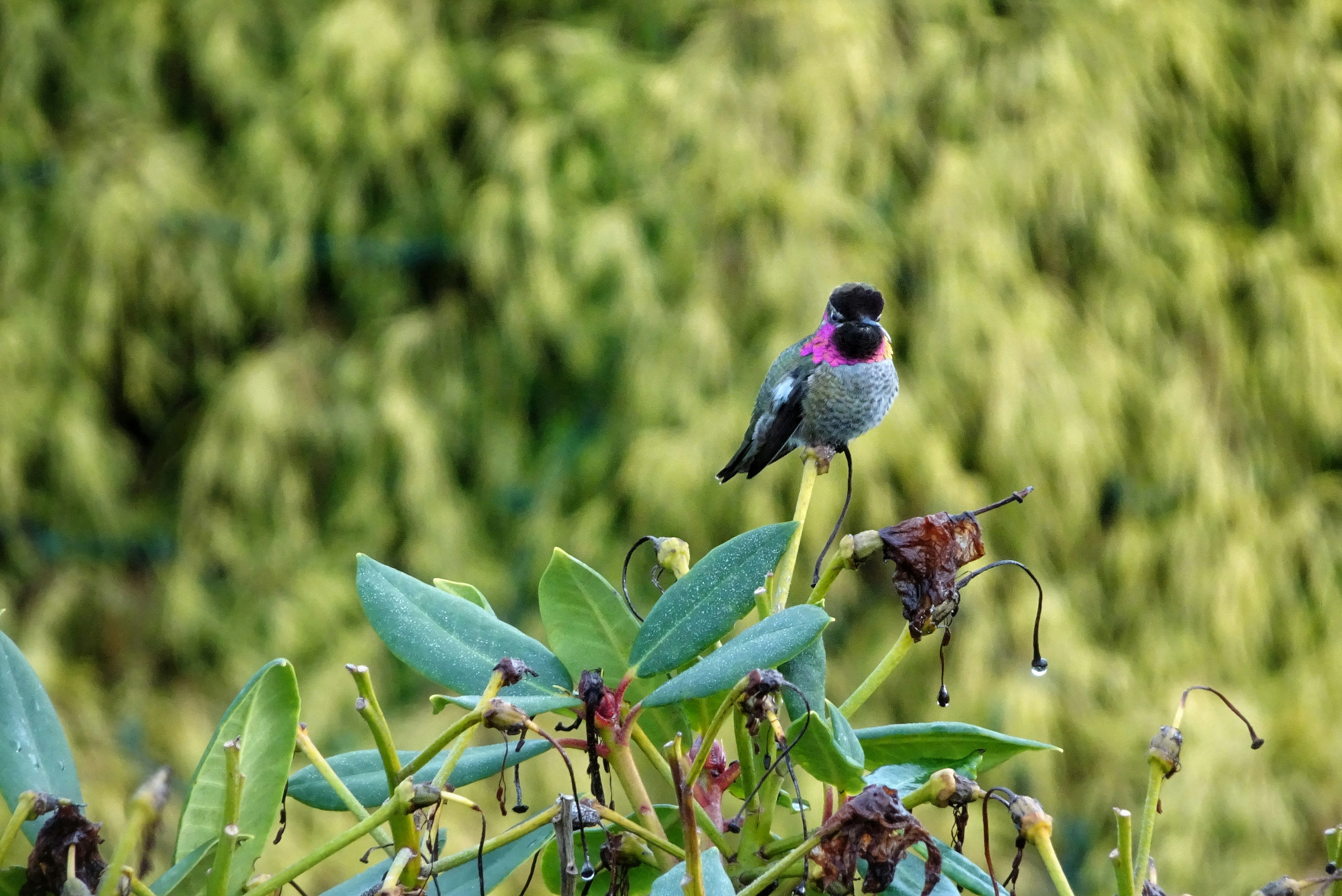 Green and black bird on green plant during daytime photo – Free Point ...