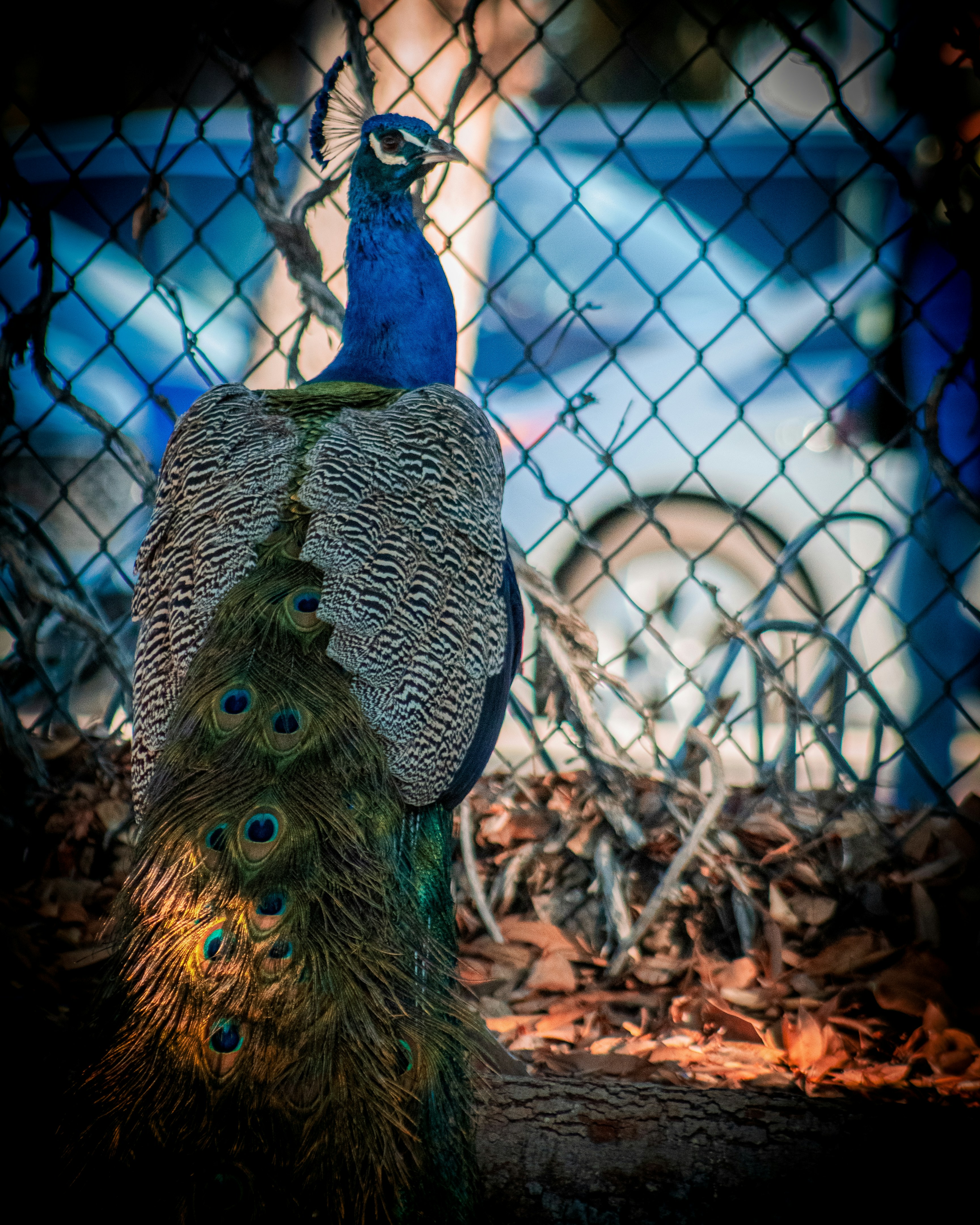Peacock at the Barrier: Iridescent Crest and Fence in Focus