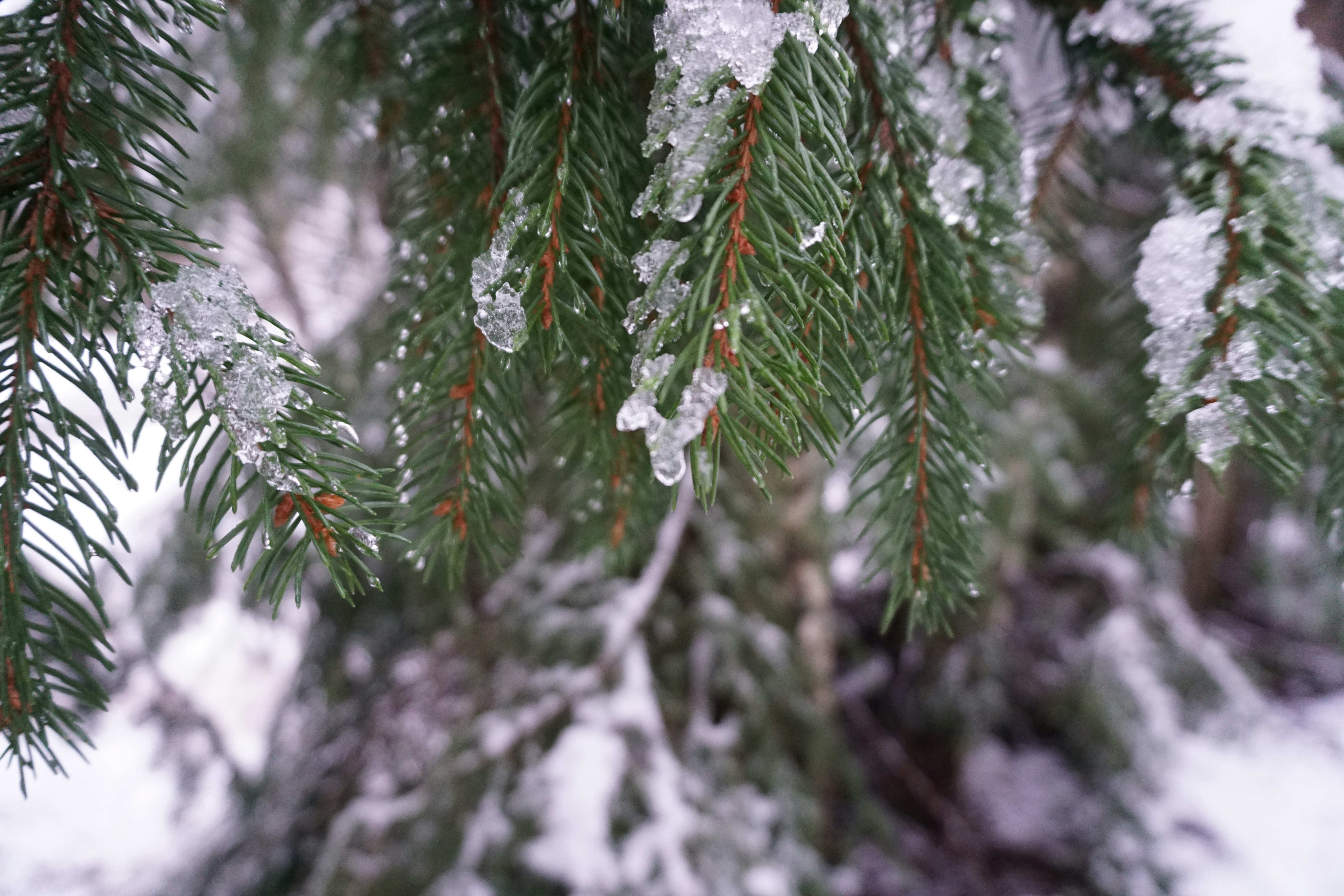 Green pine tree covered with snow photo – Free Sweden Image on Unsplash